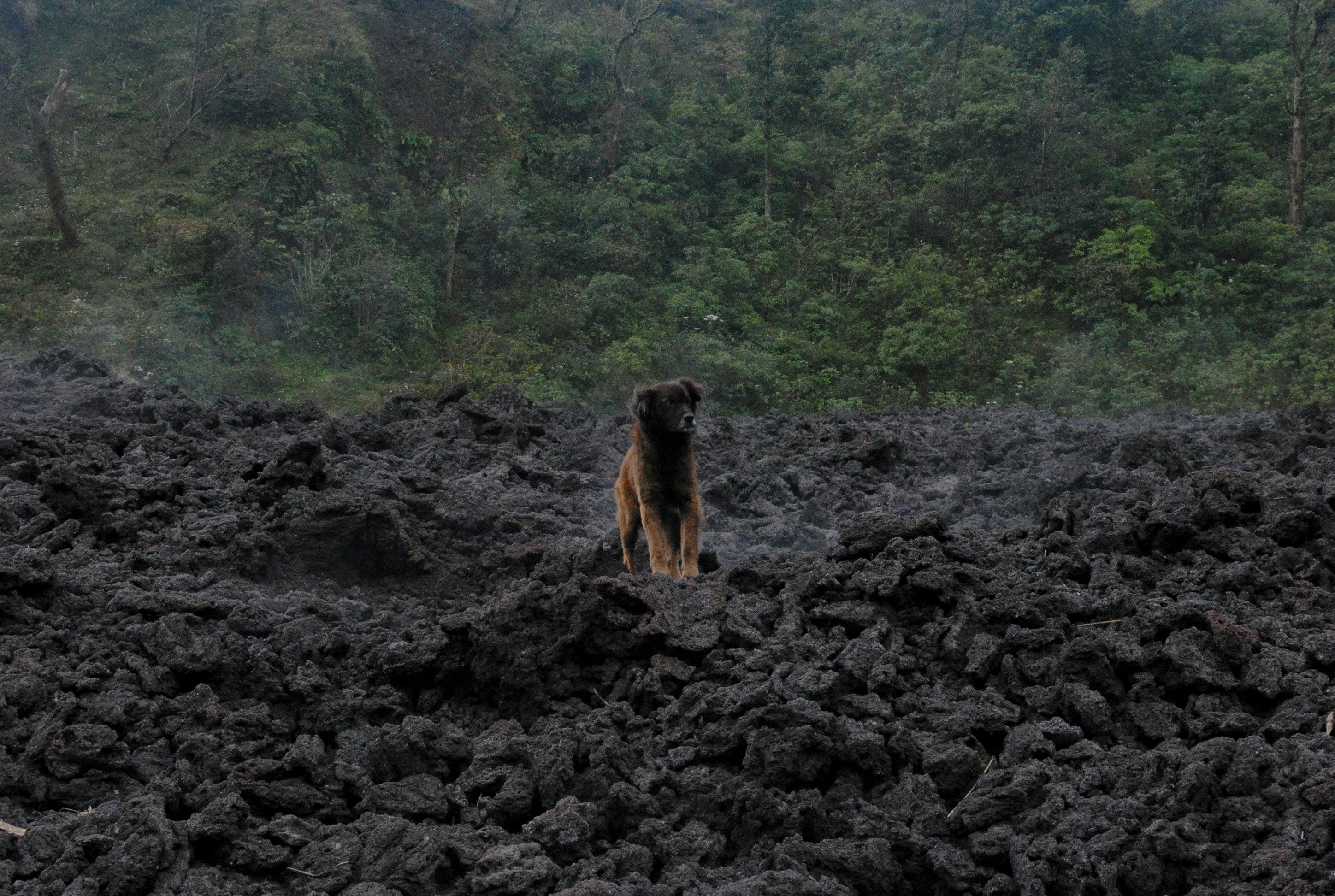 Canine Sentinel on a Sea of Lava