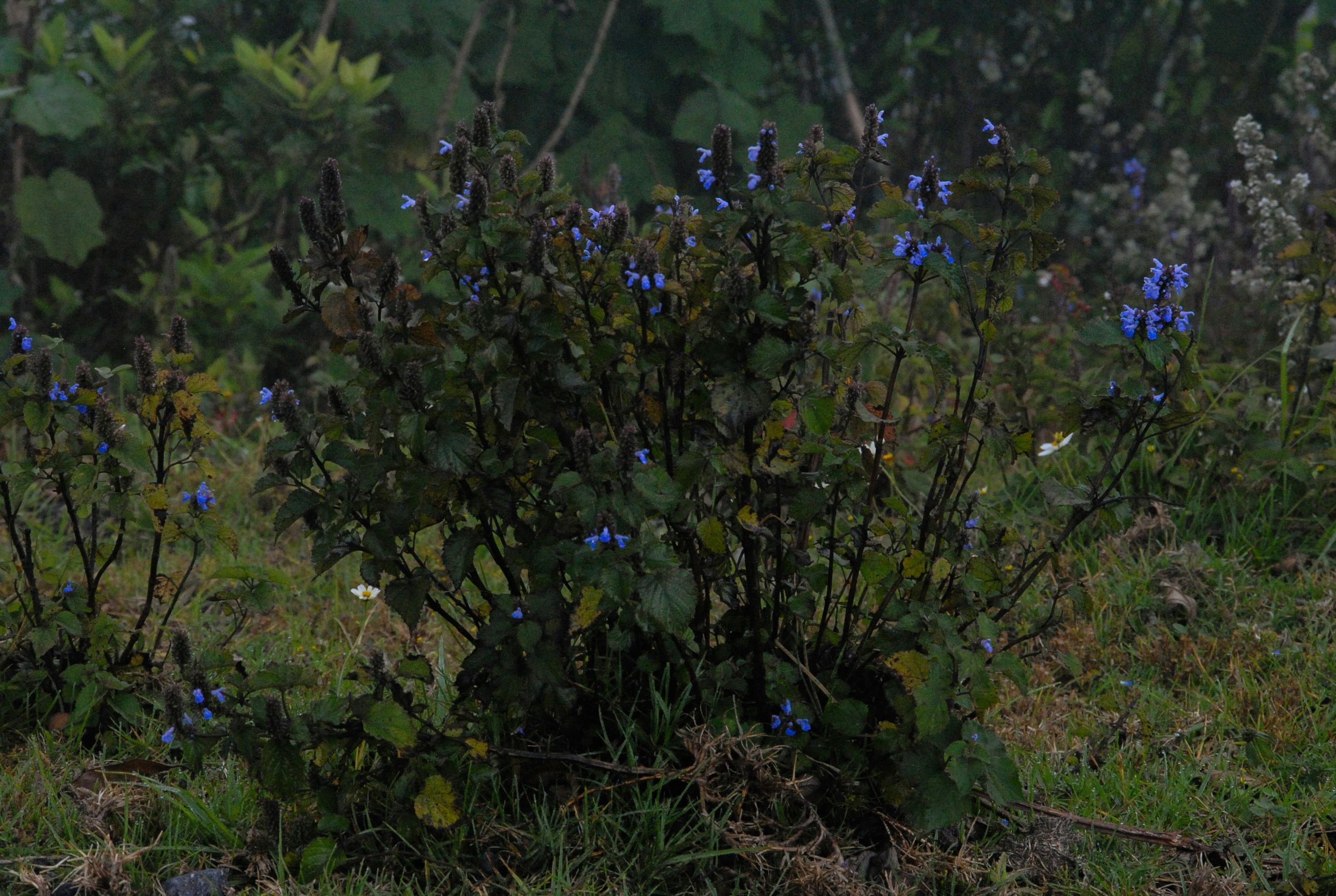 Indigo Reverie in a Dim Garden: Blue Blooms on a Shrub