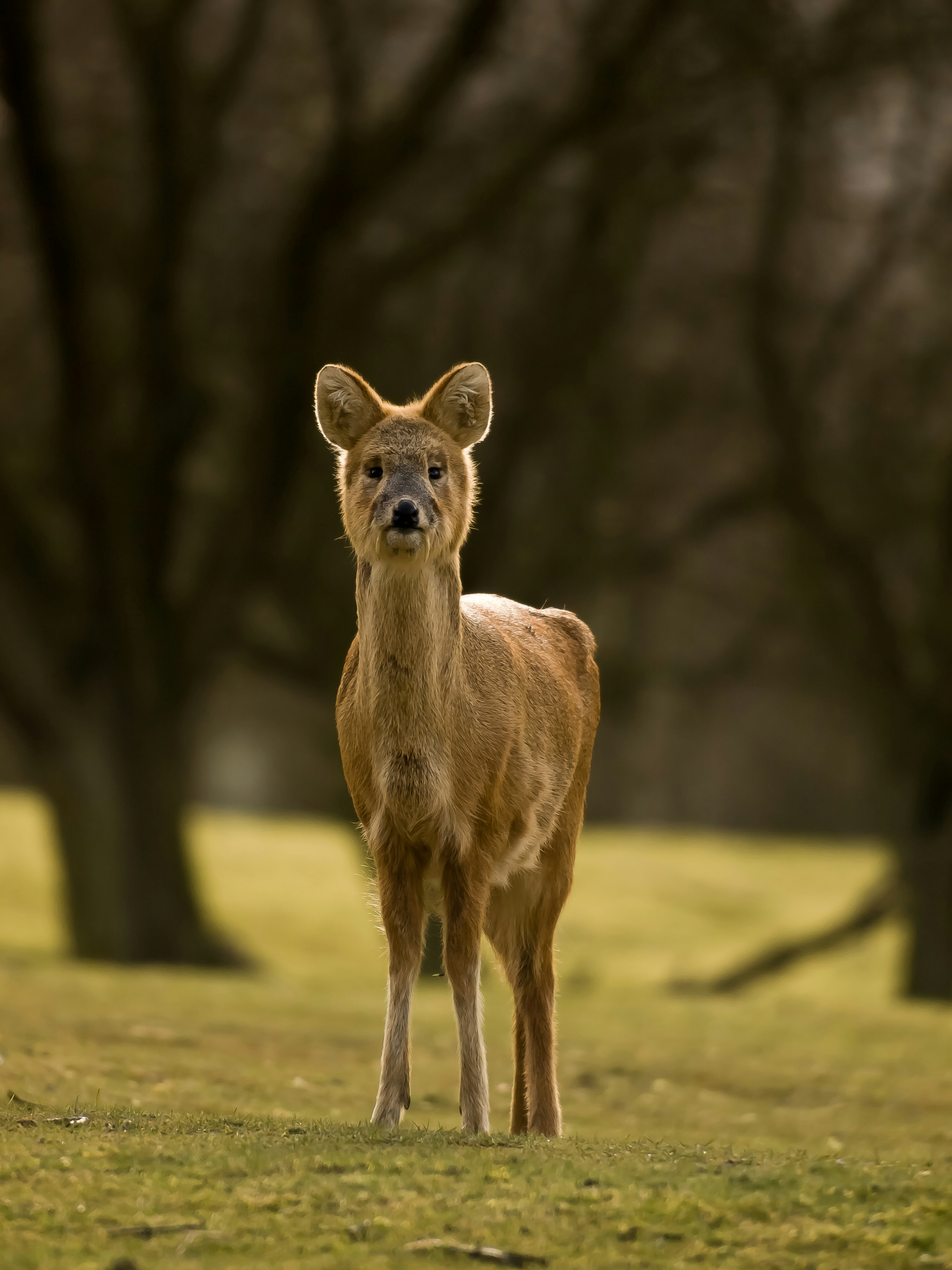 A lone deer stands in a sunlit clearing, with a softly blurred forest backdrop.