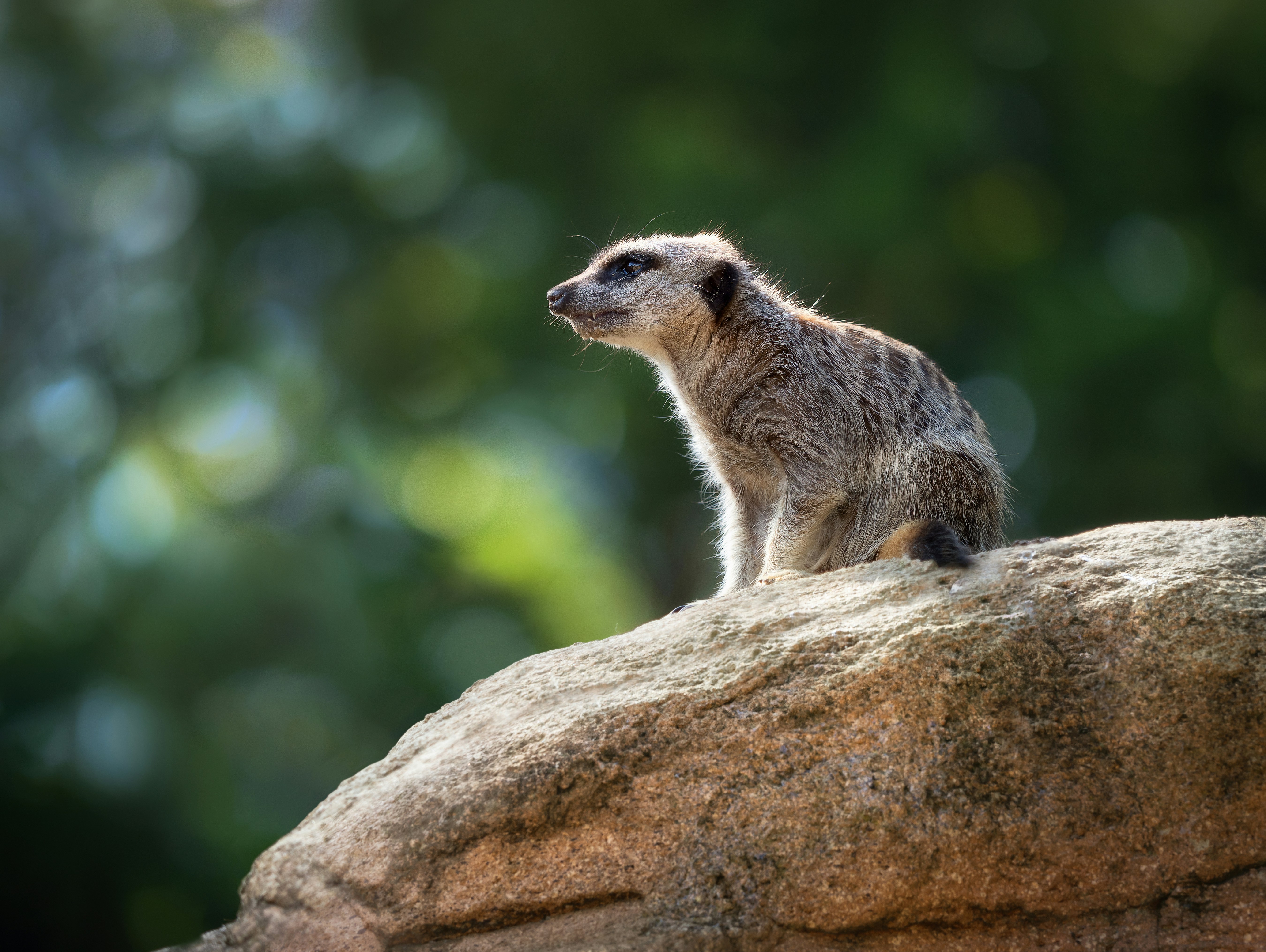 Meerkat