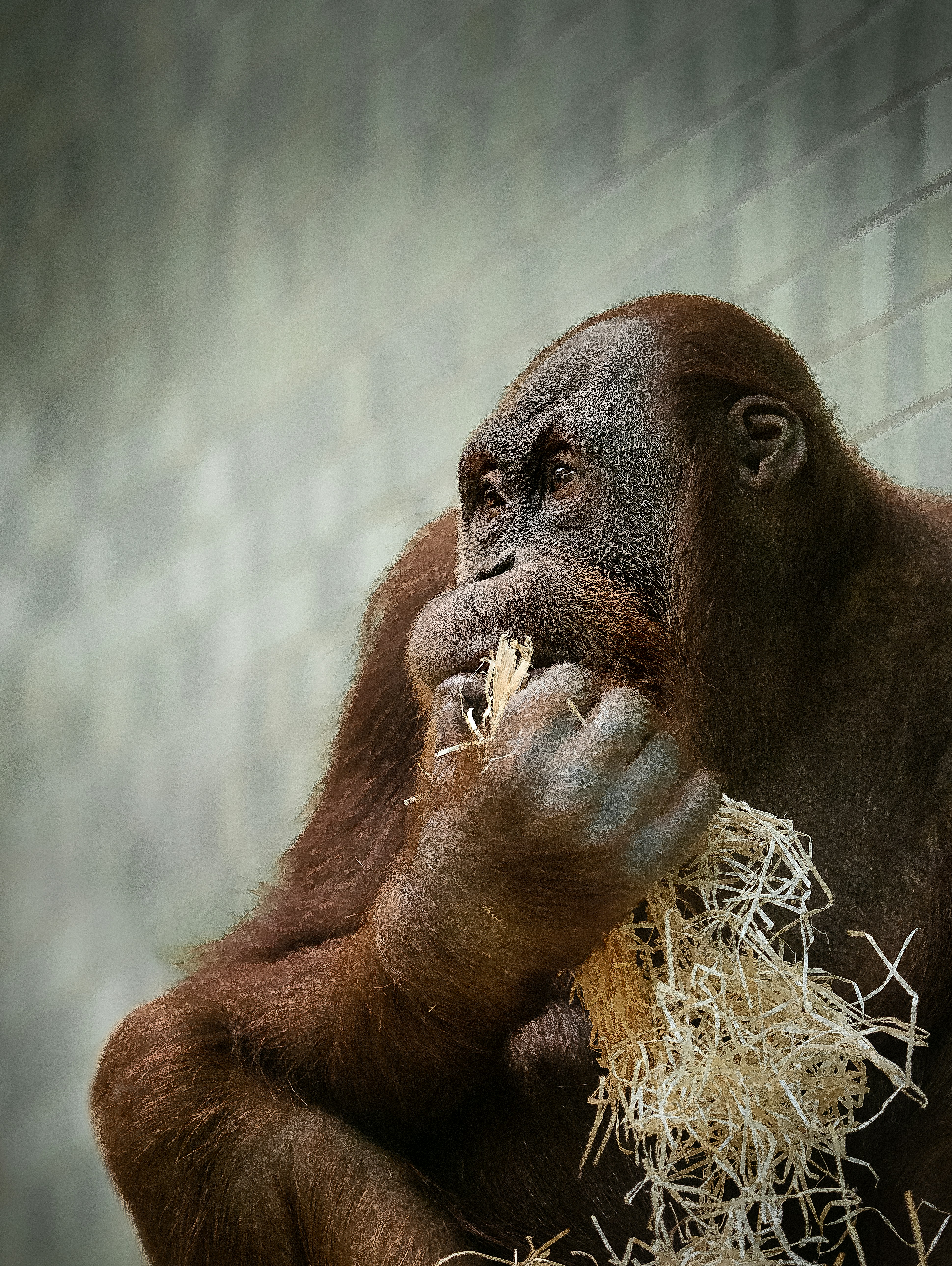 Gibbon in Quiet Contemplation: Strands of Straw in Hand