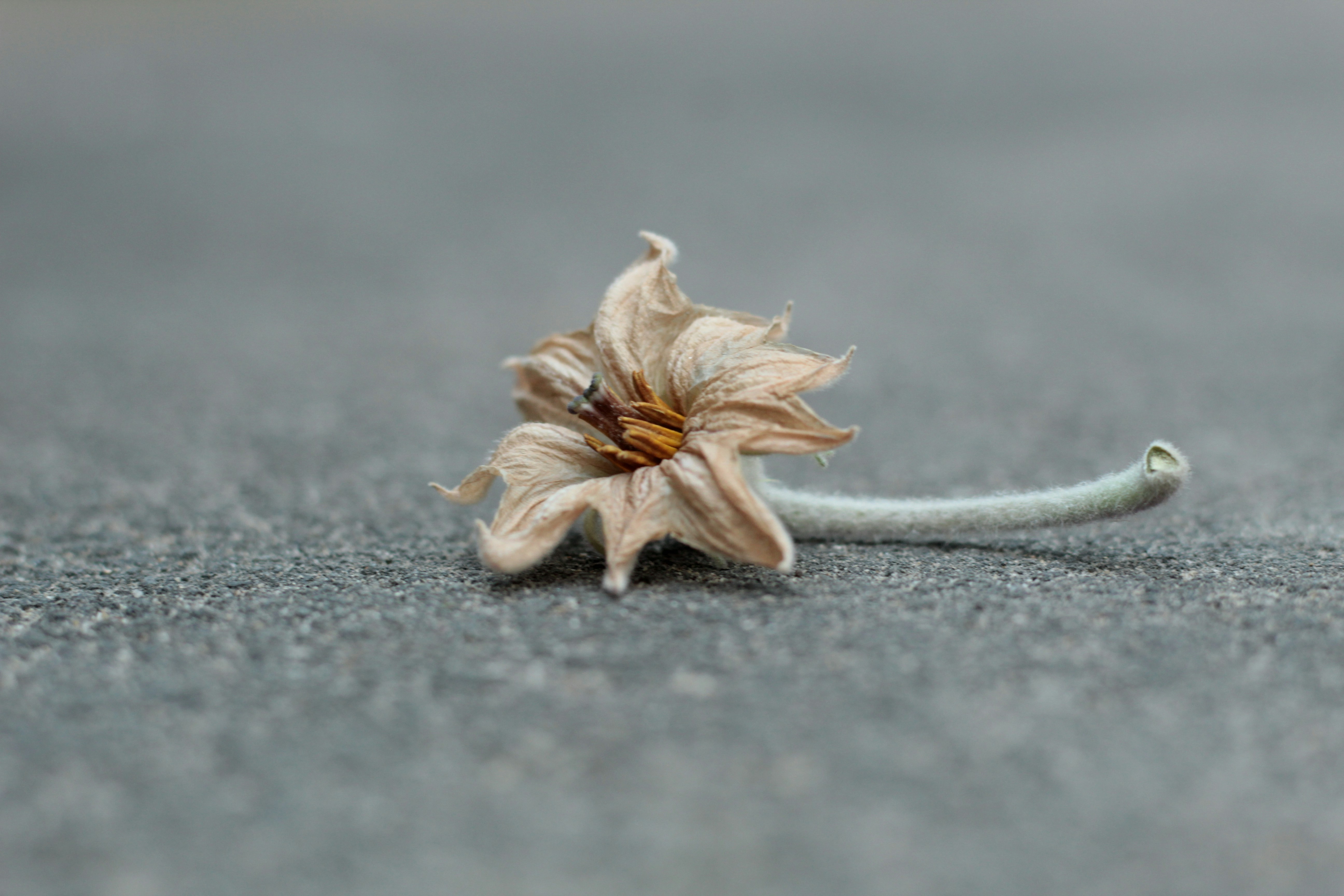 Photo by Vipasha Bhardwaj with Canon EOS 1300D