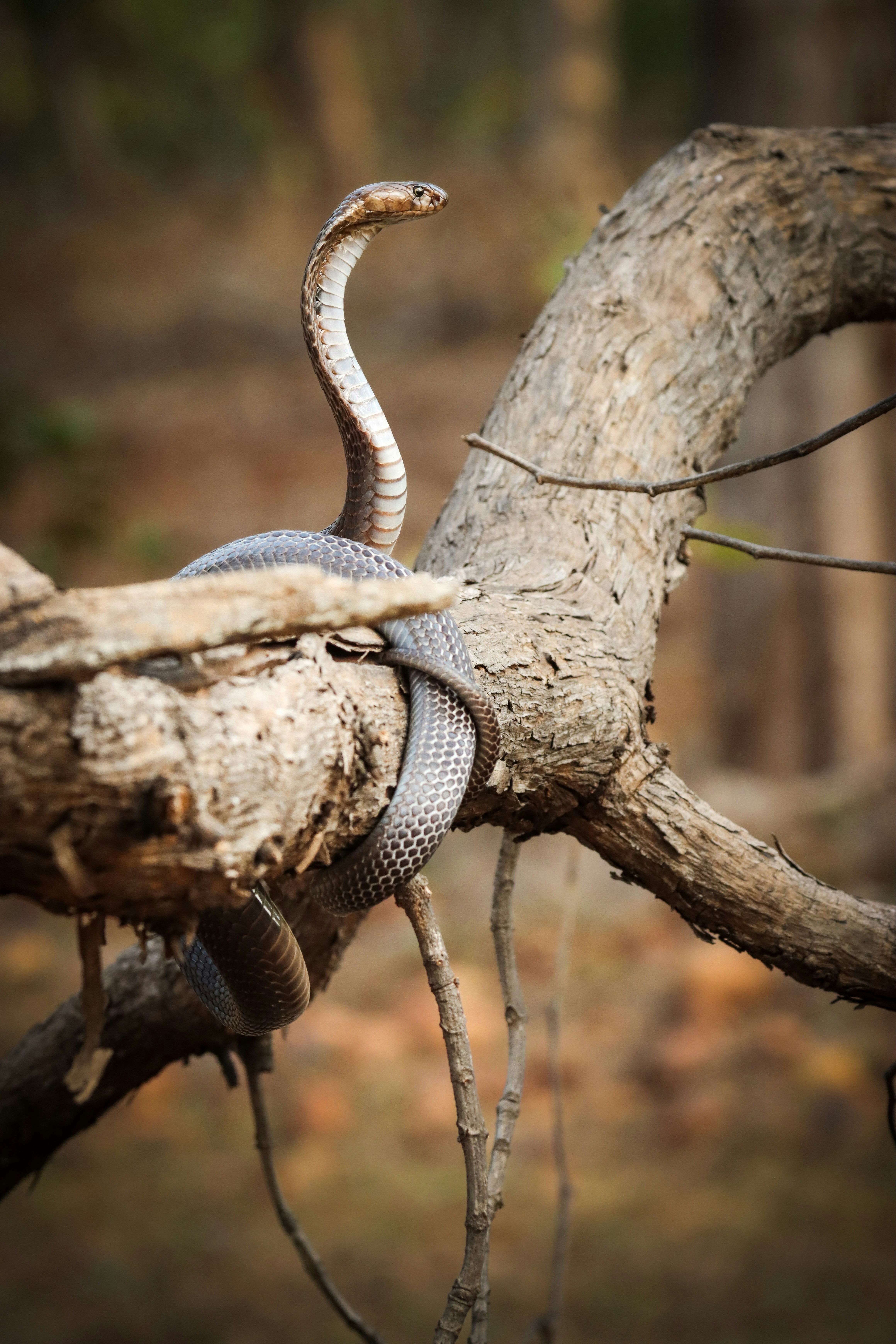 Un serpent qui est assis sur une branche d’arbre photo – Photo Serpent ...