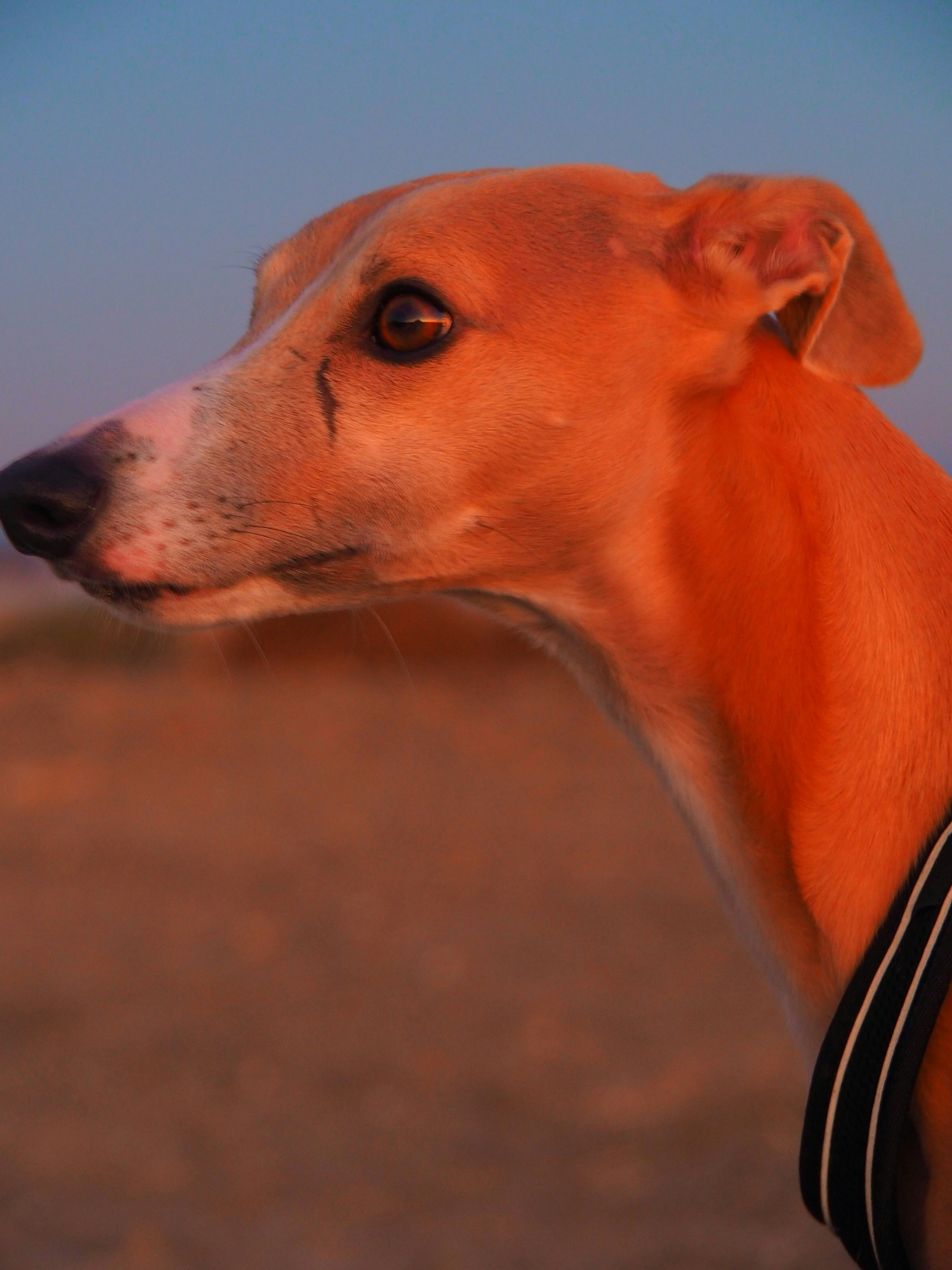 Amber Gaze in Golden Hour: Portrait of a Greyhound