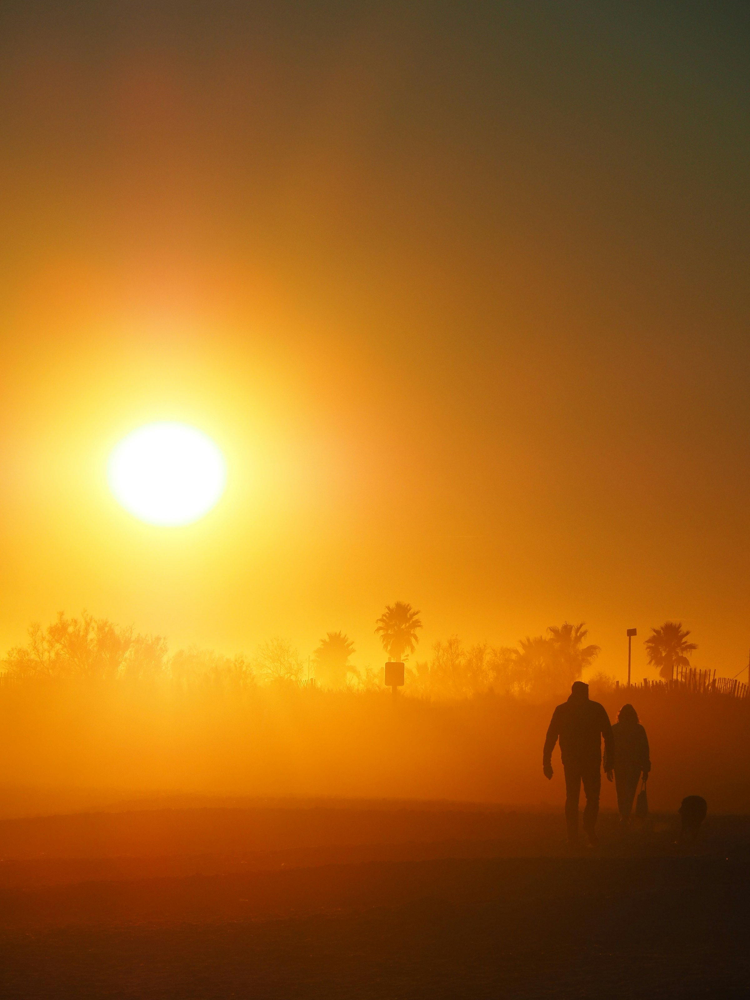 Gilded Dusk: Silhouettes on a Palm-Lined Shore