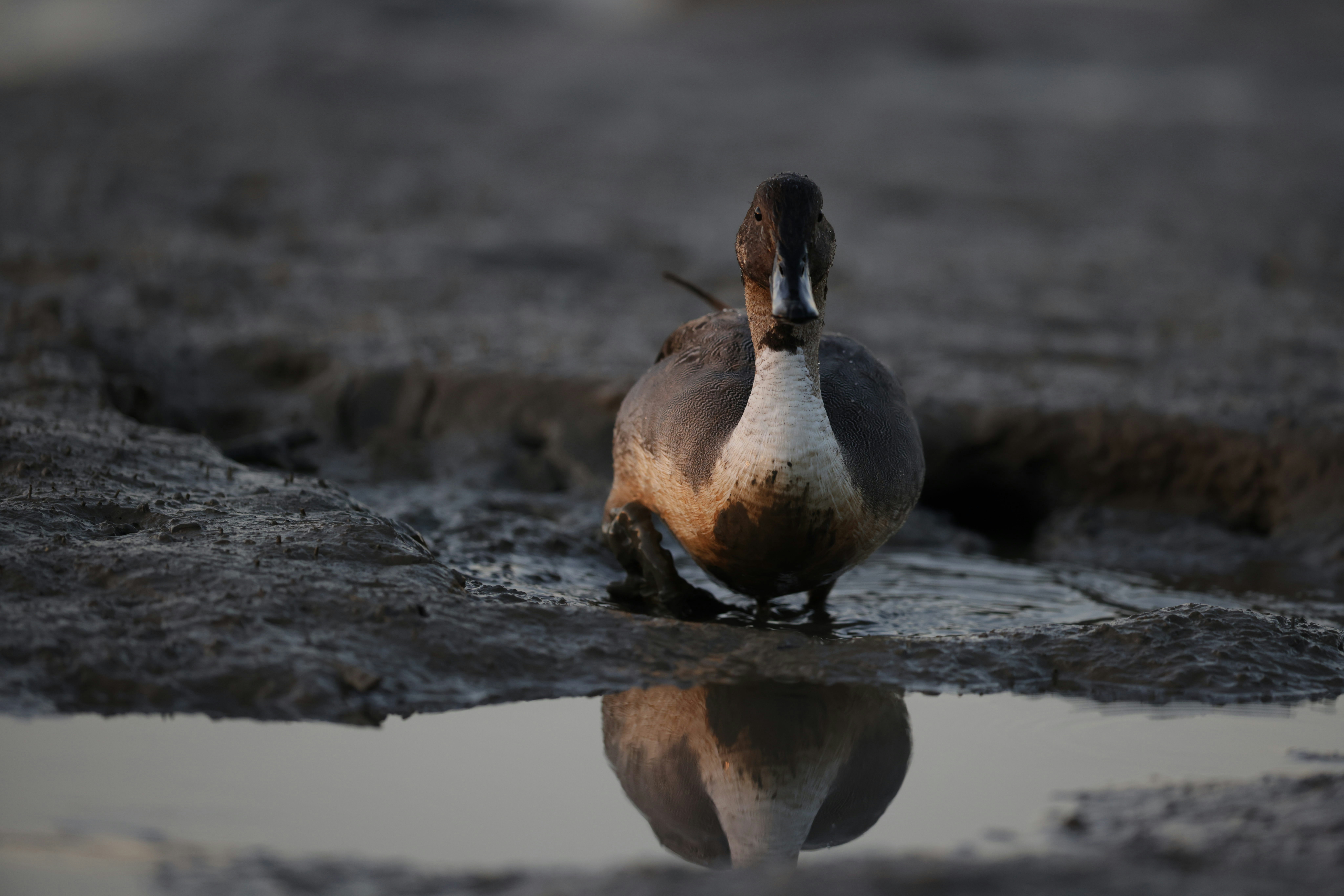 Mid-Mitch in the Mud: A Lone Duck Standing at Water's Edge