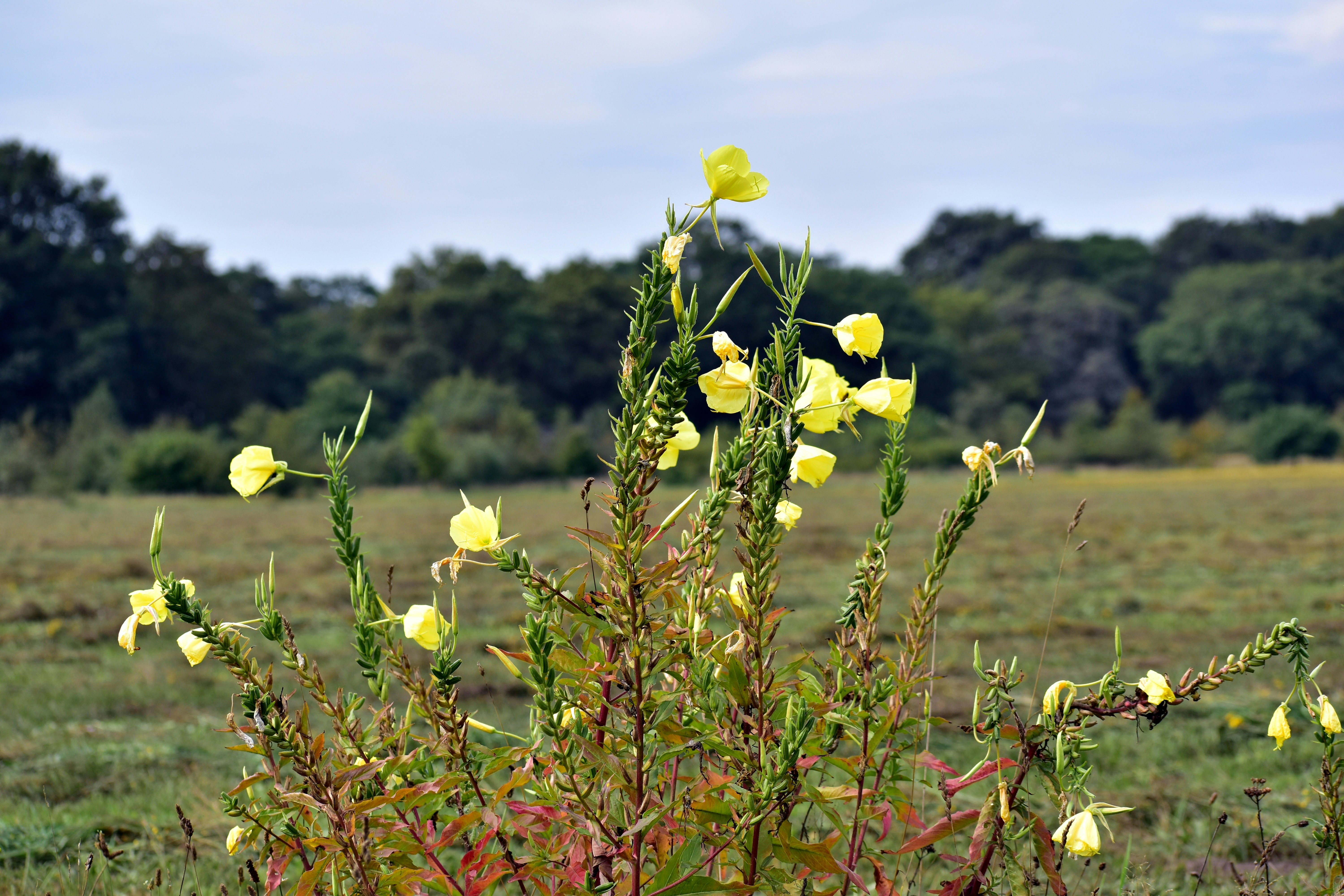 Yellow-flowered shrub in a sunlit field with distant tree line
