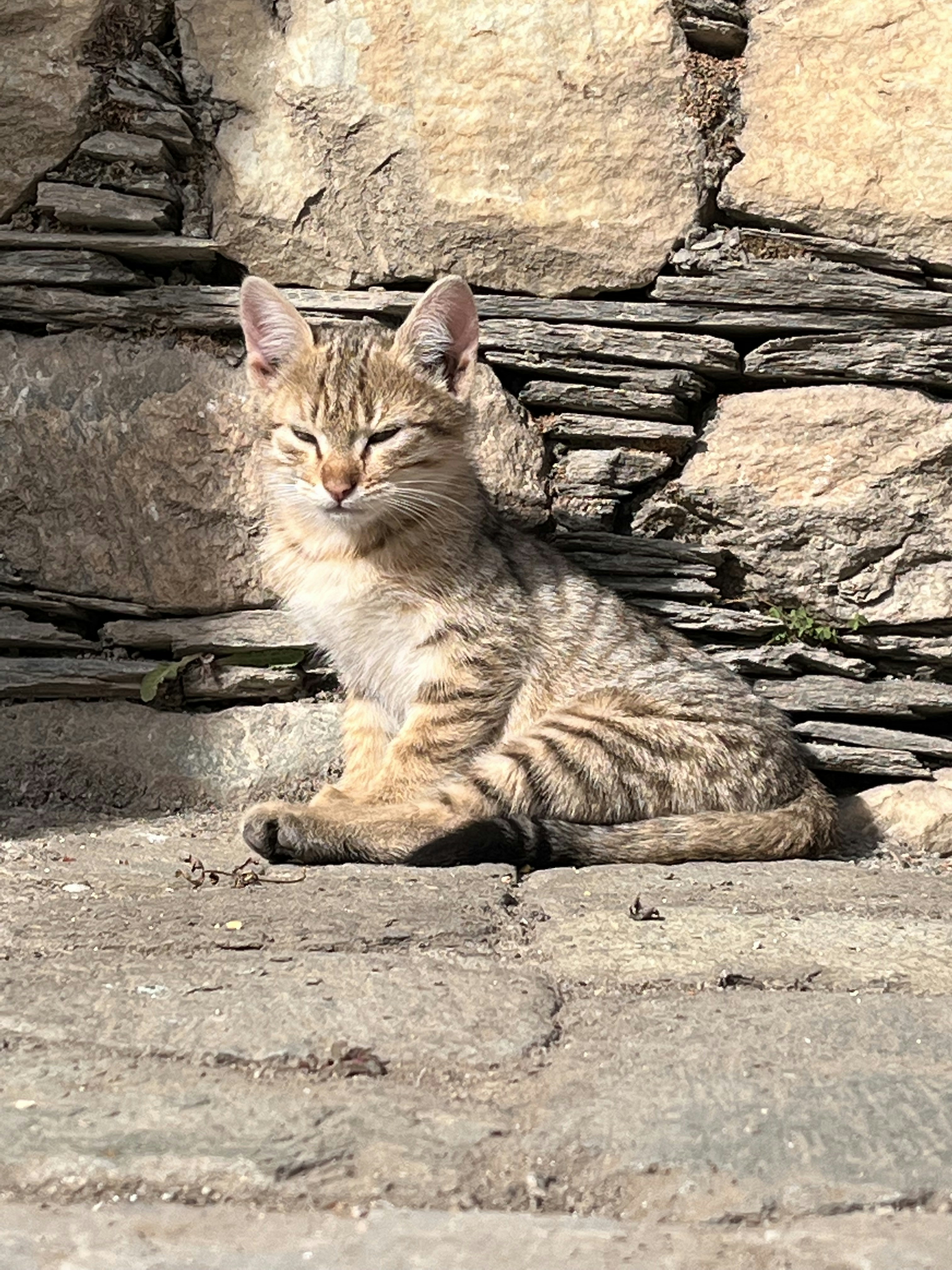 Sunlit Tabby Rest on a Stone Terrace