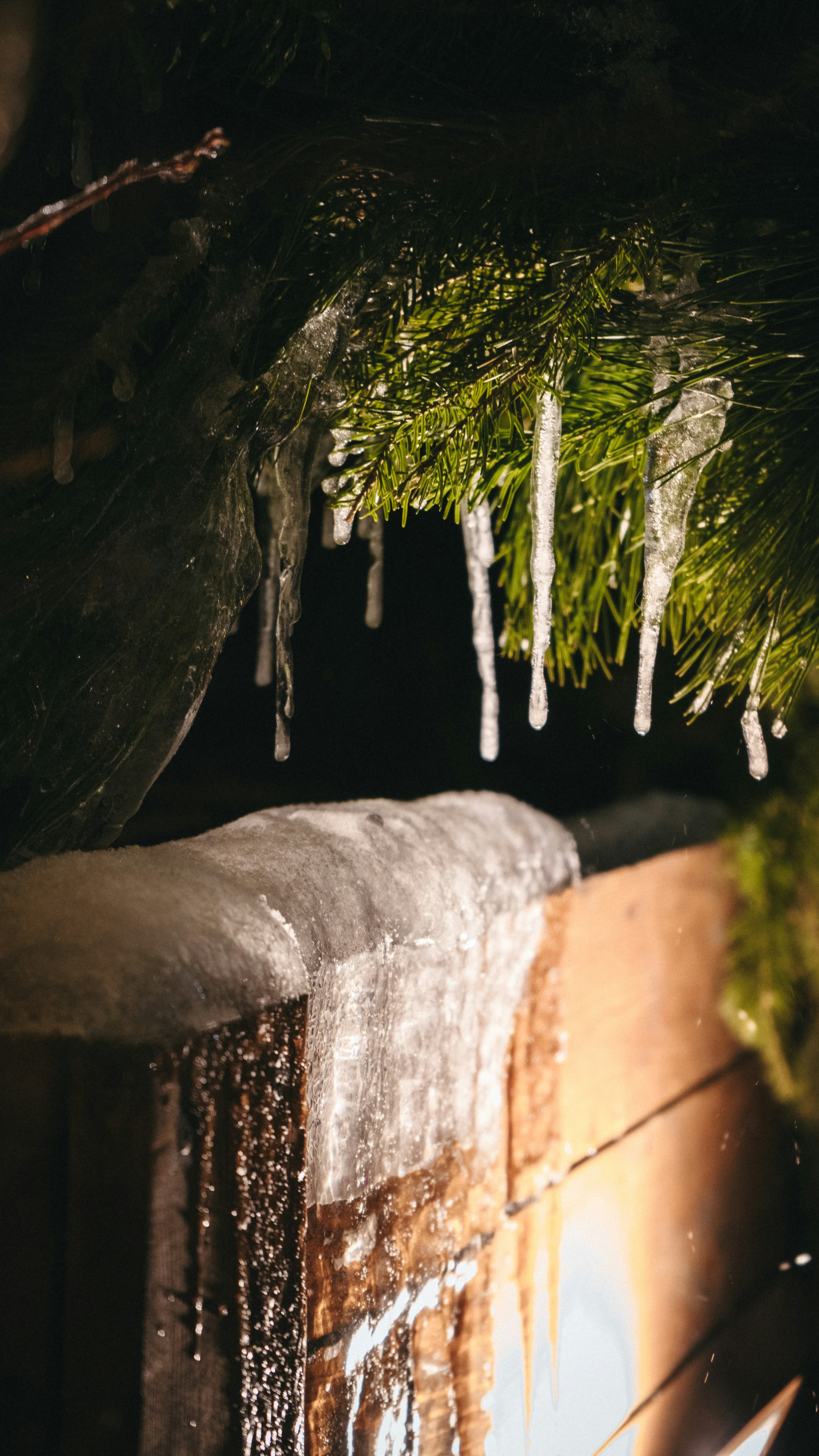 Midnight Icicles: Warm Light Drapes a Frozen Verge Beneath Pine