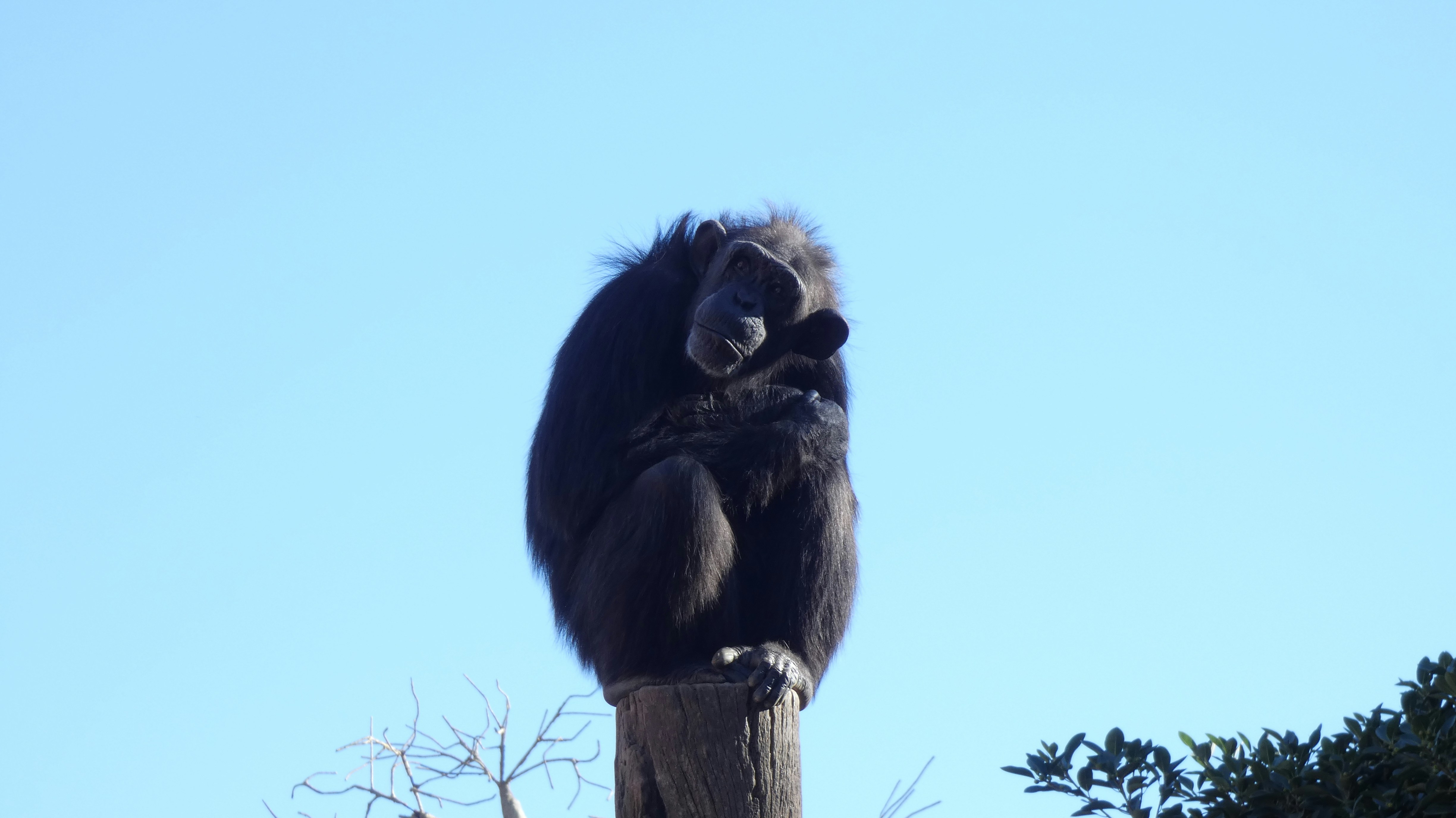 Chimp on a Weathered Post Against a Clear Blue Sky