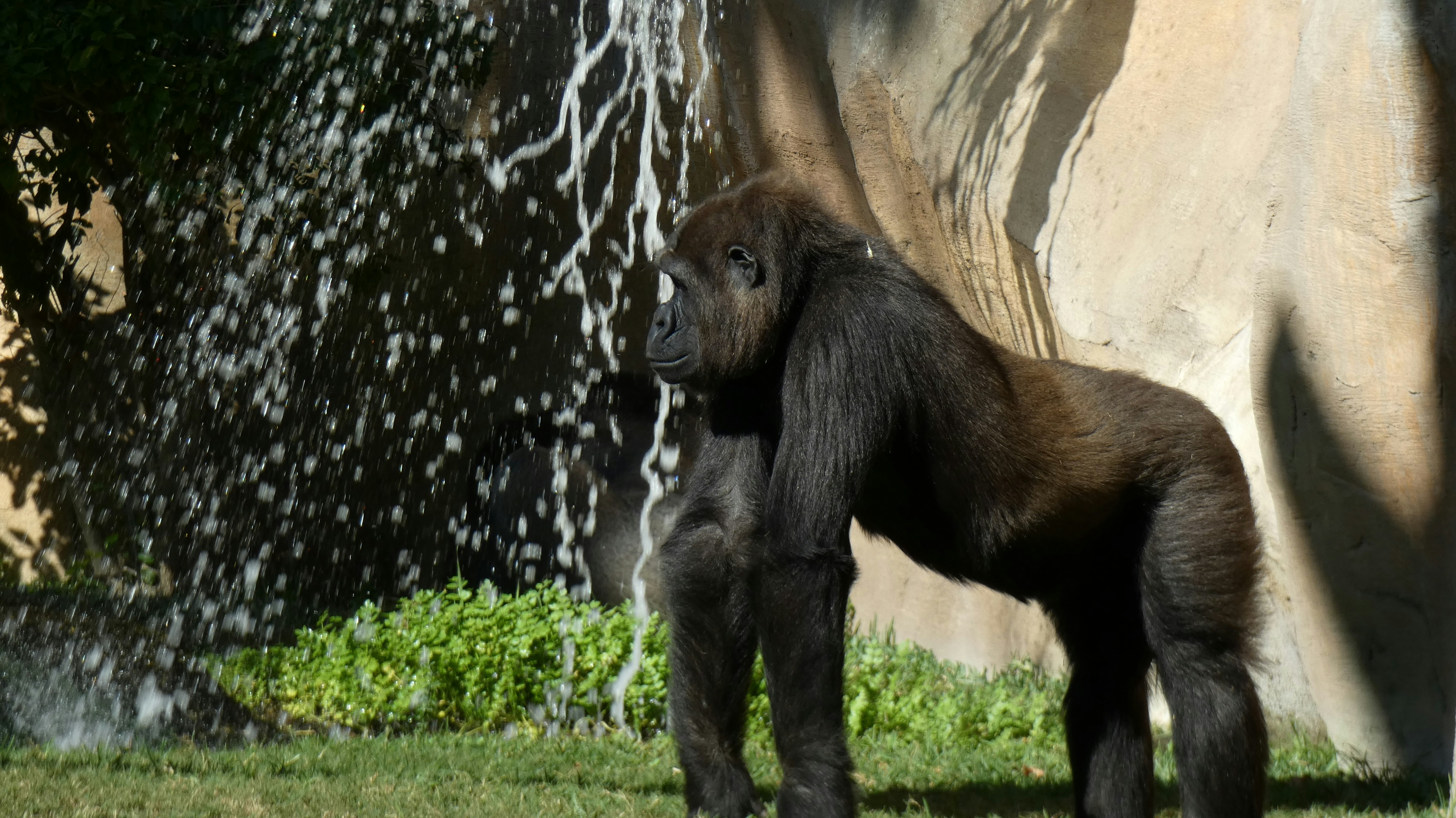A gorilla standing in front of a water fountain photo – Free Animal ...