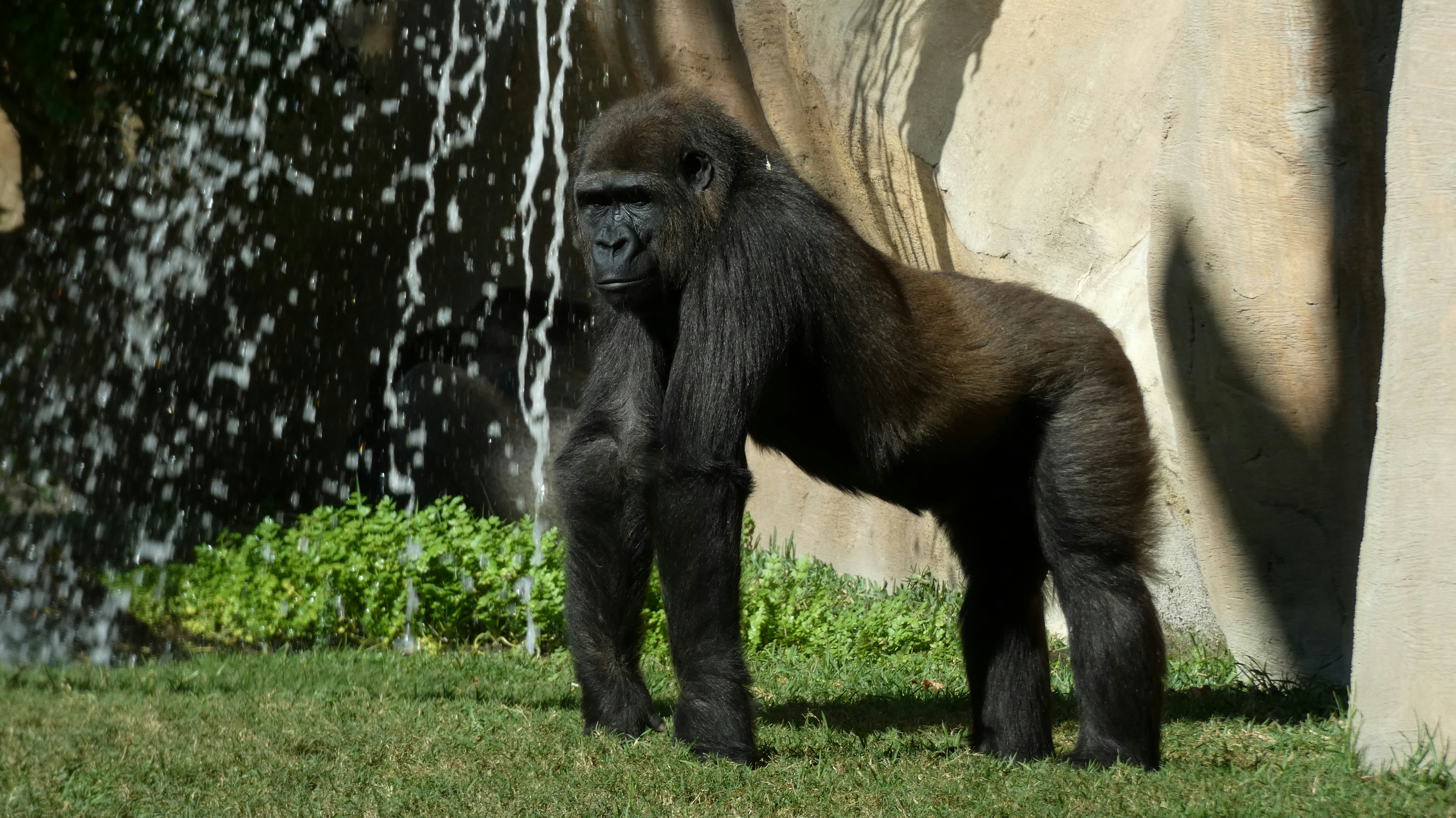 A gorilla standing next to a water fountain photo – Free Animal Image ...
