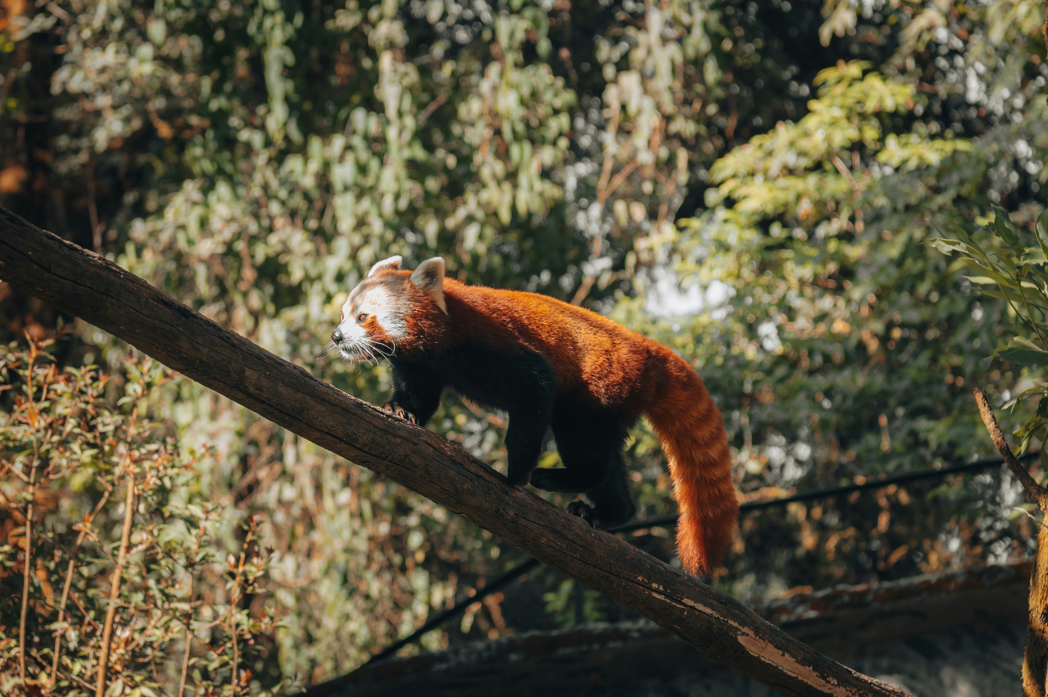 A red panda climbing a tree branch in a forest photo – Free Zoo Image ...