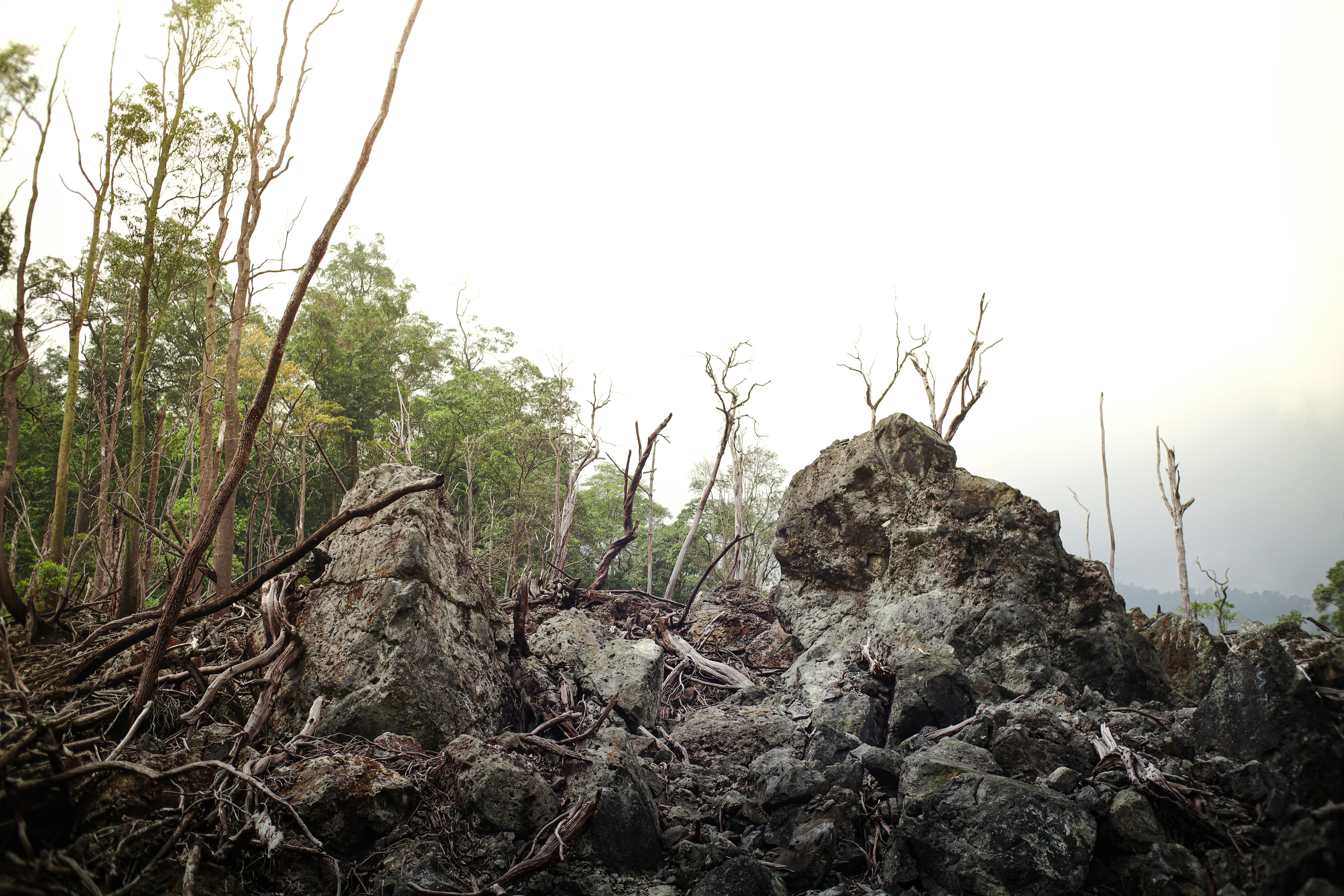 Lava-Rock Wasteland with Skeletal Trees under a Blanched Sky