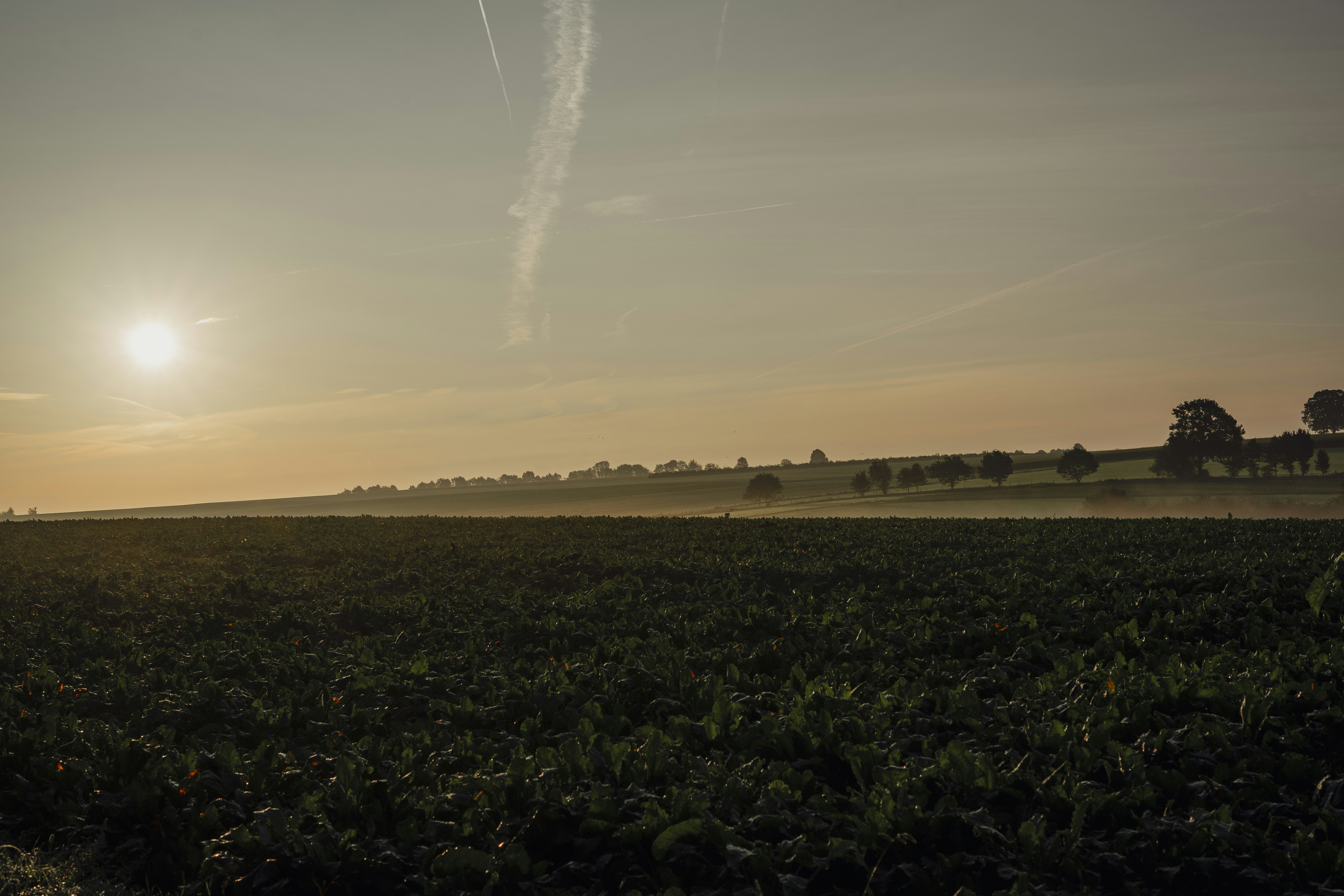 Sun setting over a misty field in the Dutch Heuvelland, with faint streaks of clouds in the sky.