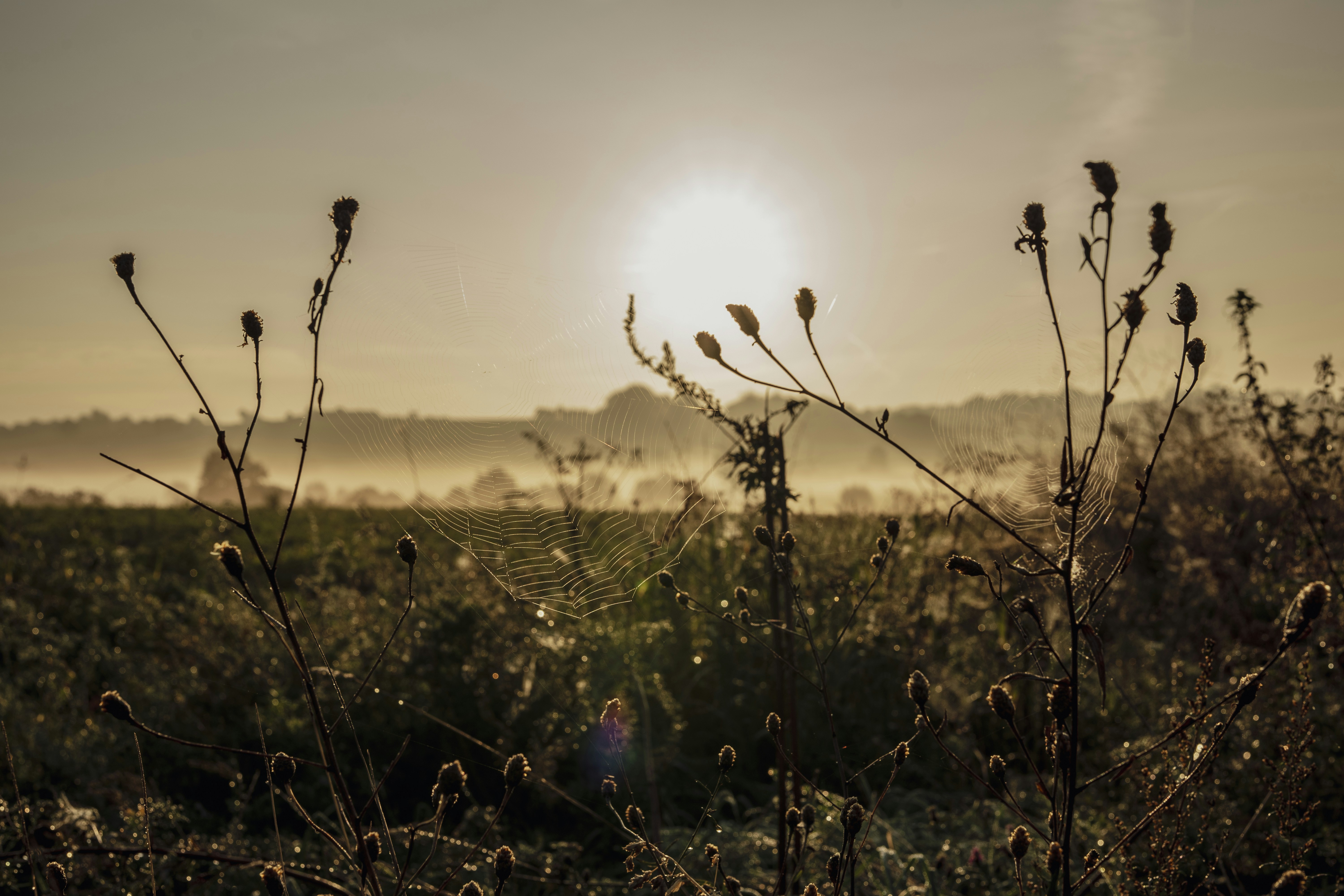 Sun setting over misty fields with silhouetted wildflowers in the foreground.