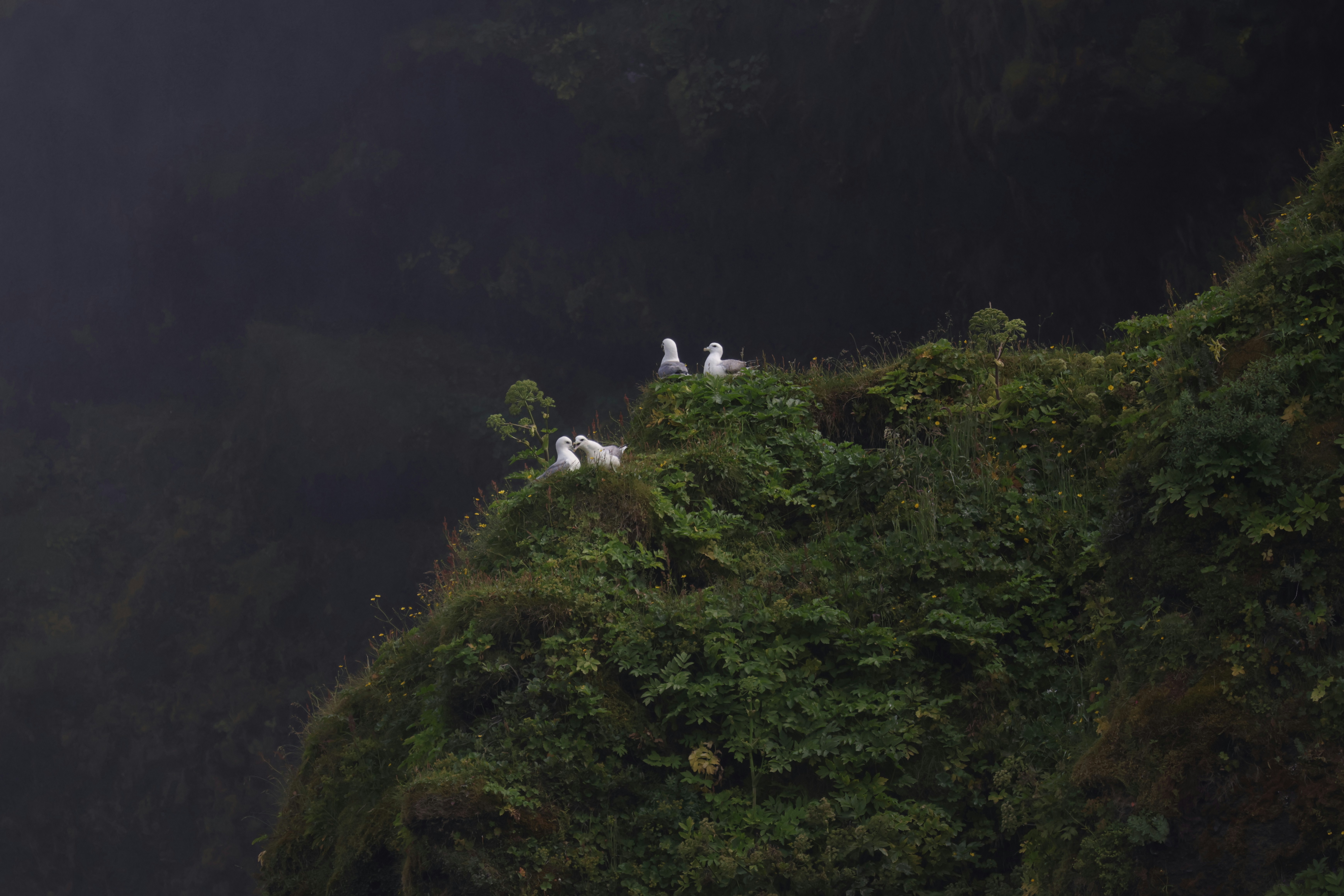 Gull Trio on a Mossy Crest