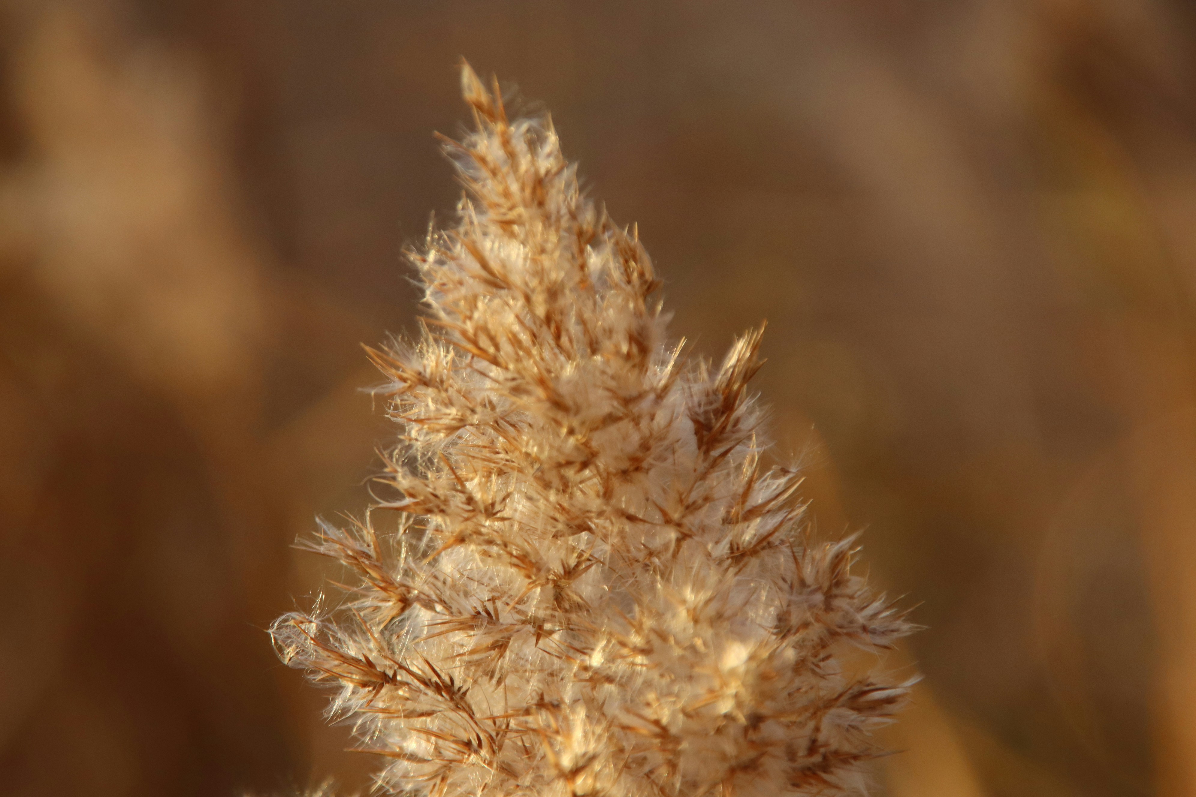 Amber Plume in Autumn Glow: Close-Up of a Dried Grass Seedhead