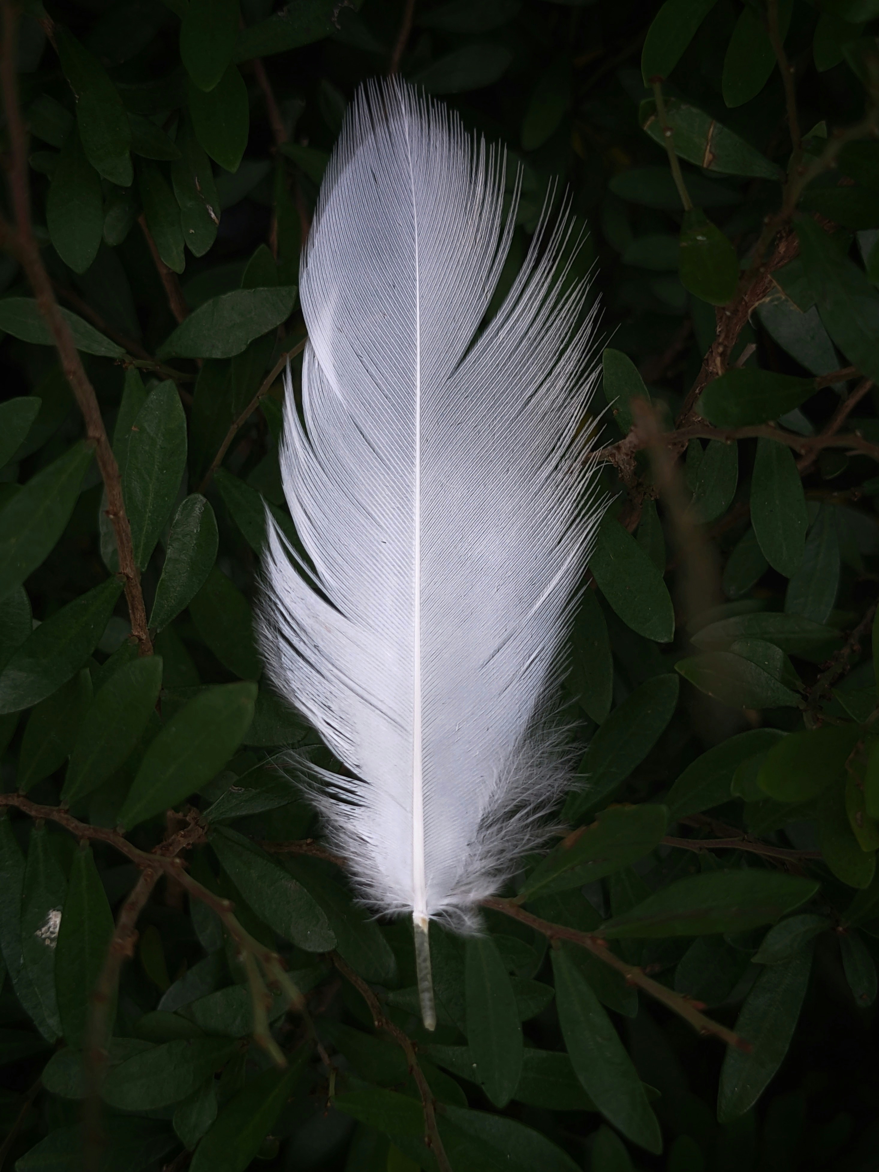 45,628+ White Feather Pictures | Download Free Images on Unsplash
