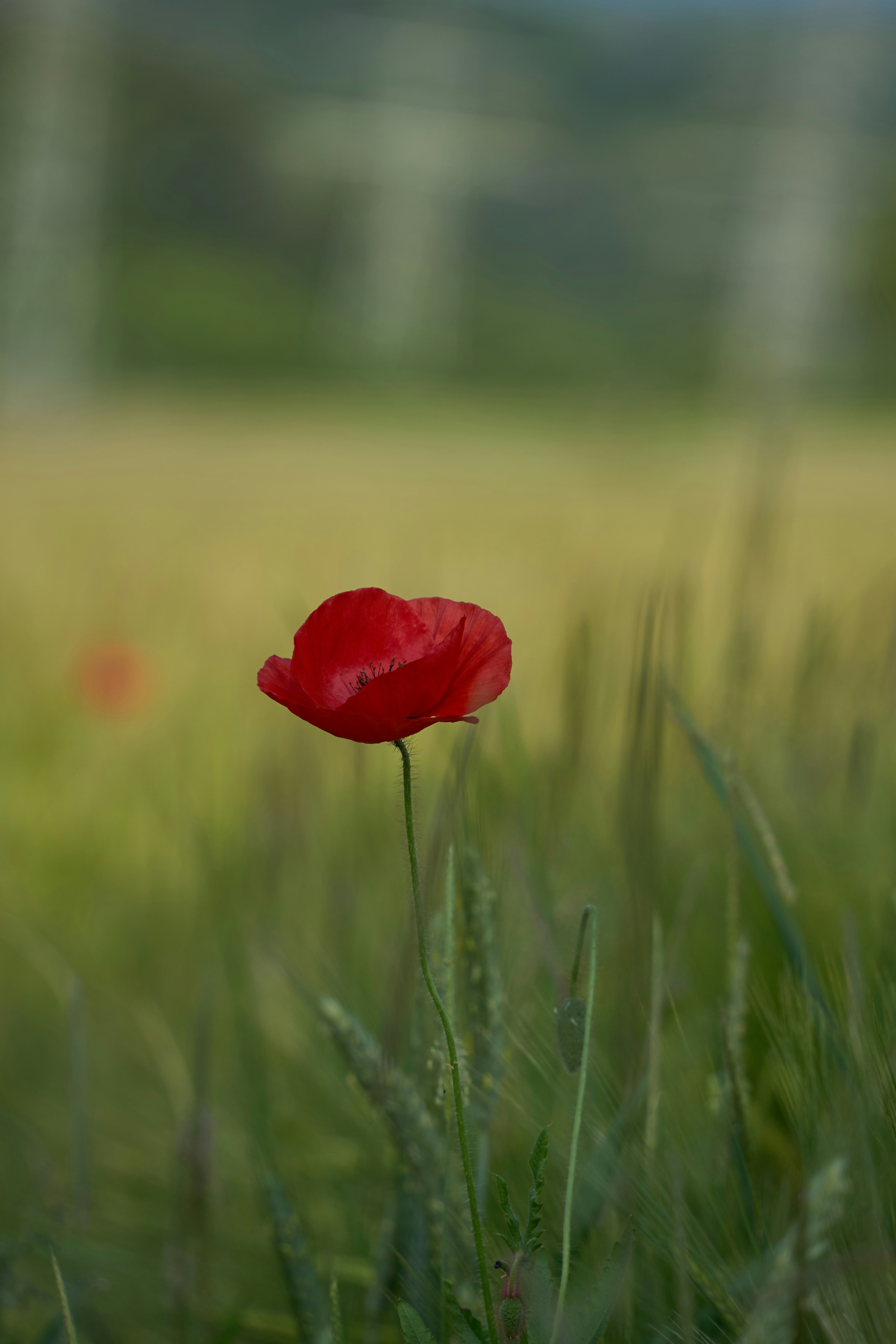 A single red flower in a grassy field photo – Free Blossom Image on ...