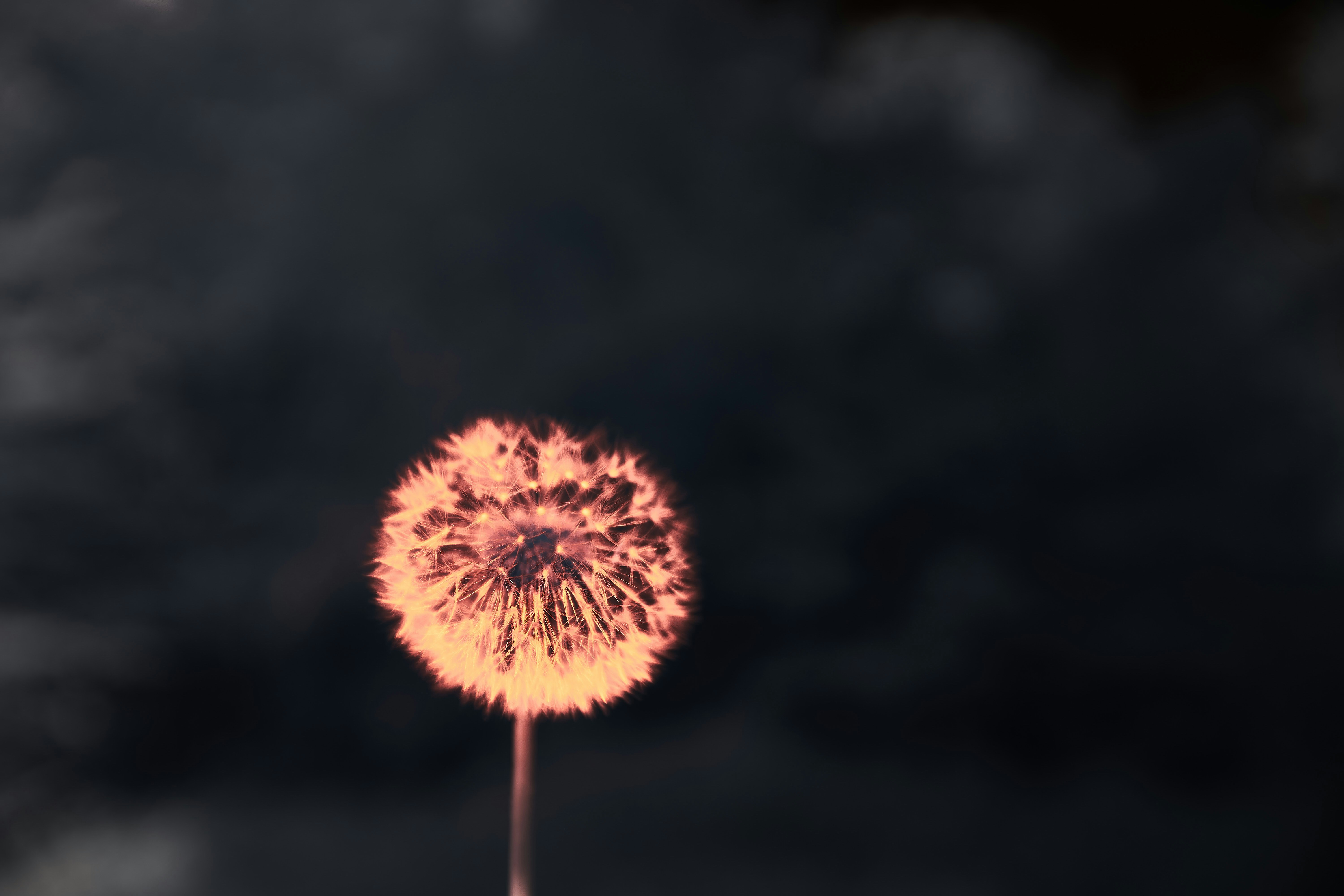 Dandelion Ember: a solitary puff lit by dusk against a velvet backdrop.