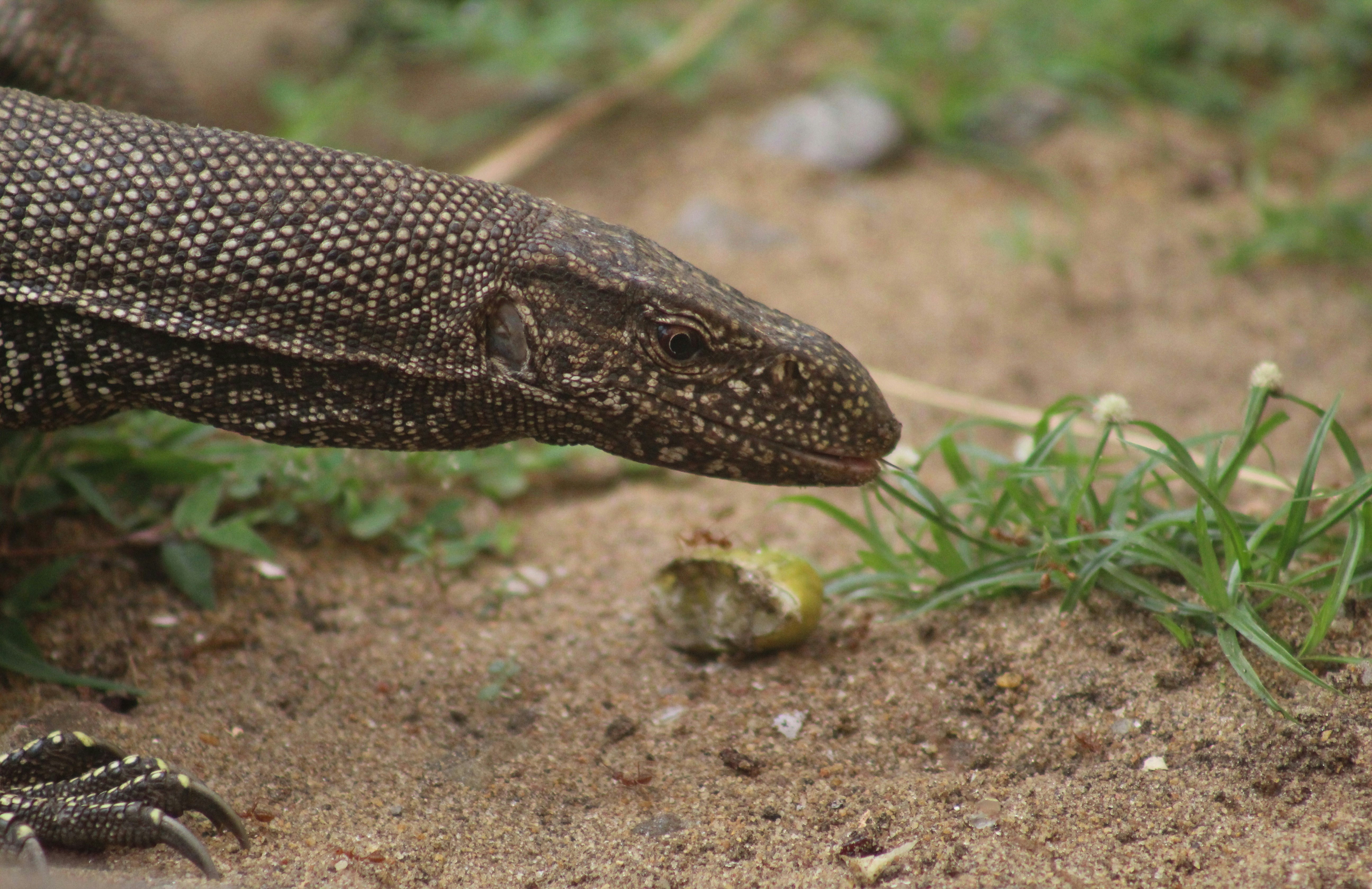 Close Encounter: A Komodo Dragon Narrows Its Gaze