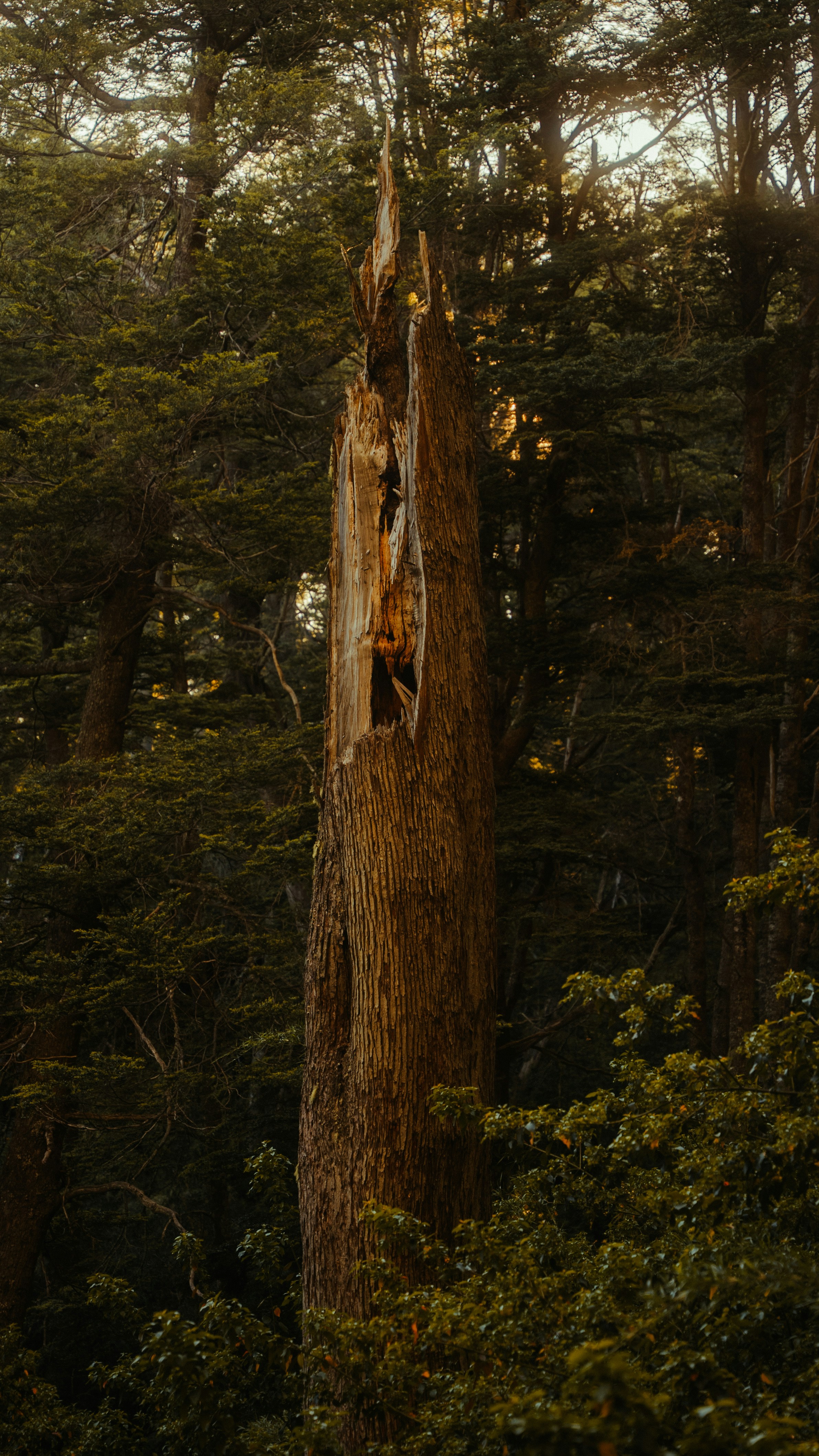 Regal Veteran of the Forest: A Lone Standing Trunk Reaches Toward Dappled Light