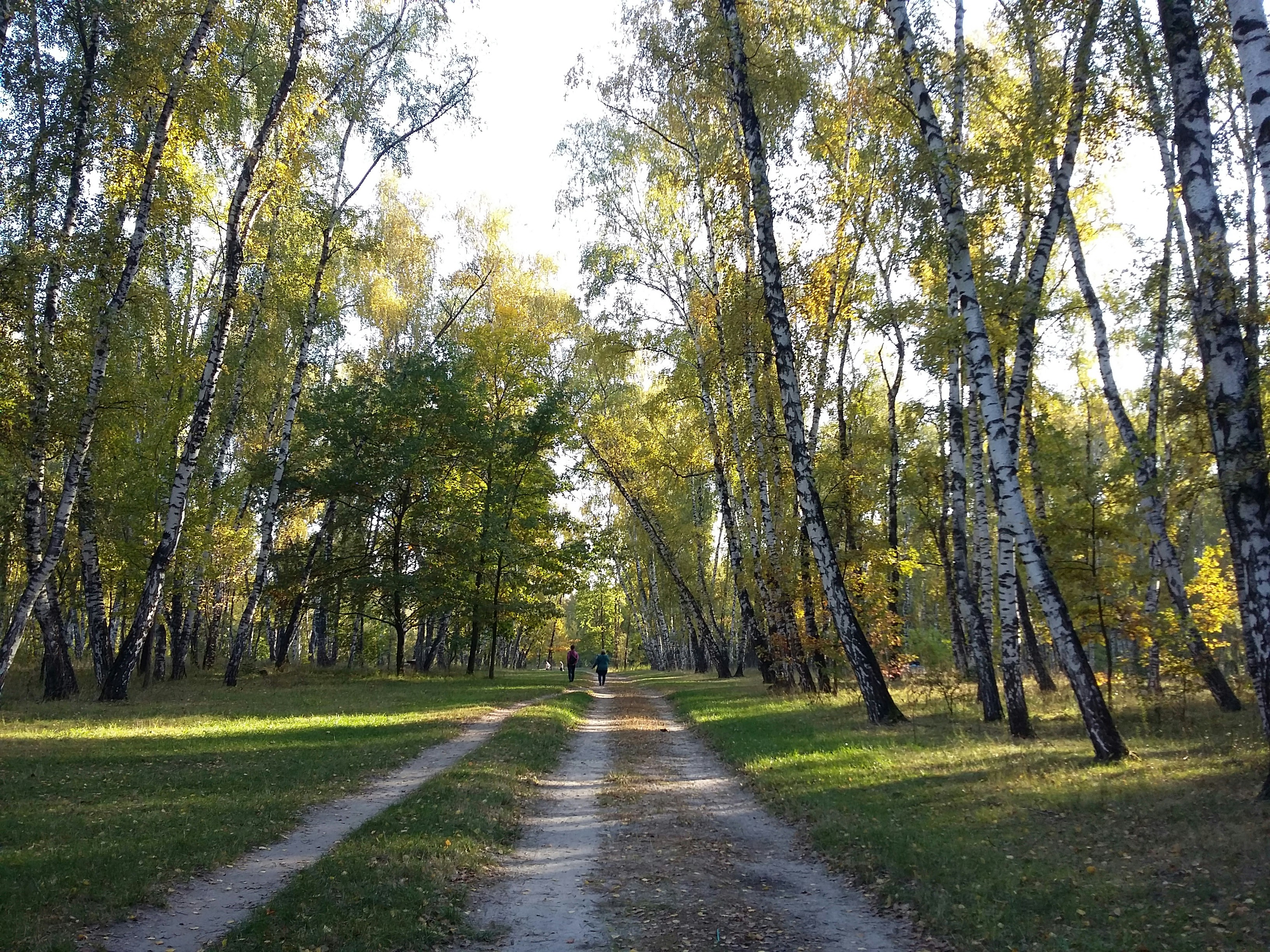 Dirt path winding through a sunlit birch forest with golden leaves and tall trees.