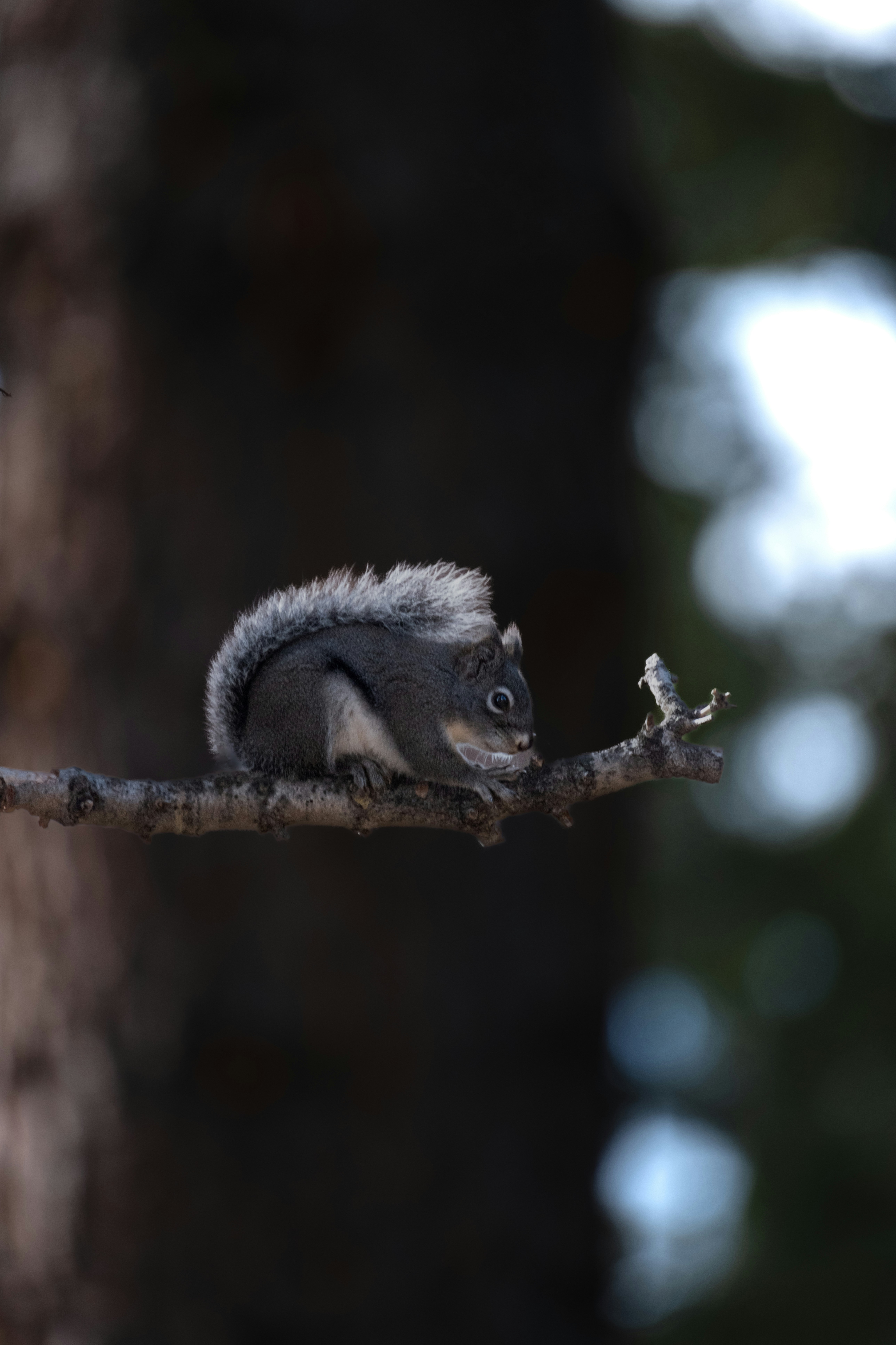 On the Edge of Shade: A Squirrel's Pause on a Weathered Branch