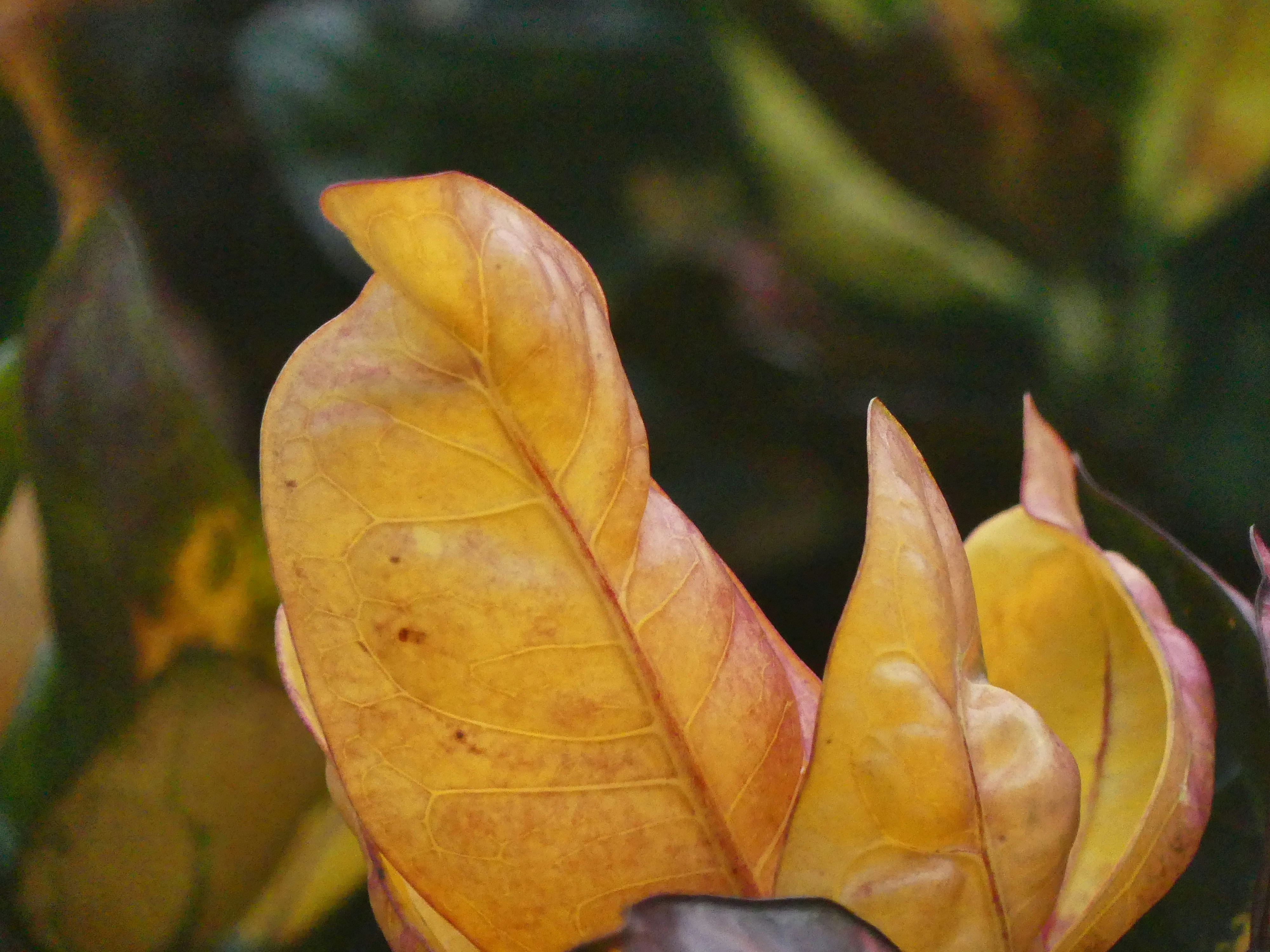 Golden Vein: Close-Up of an Autumn Leaf