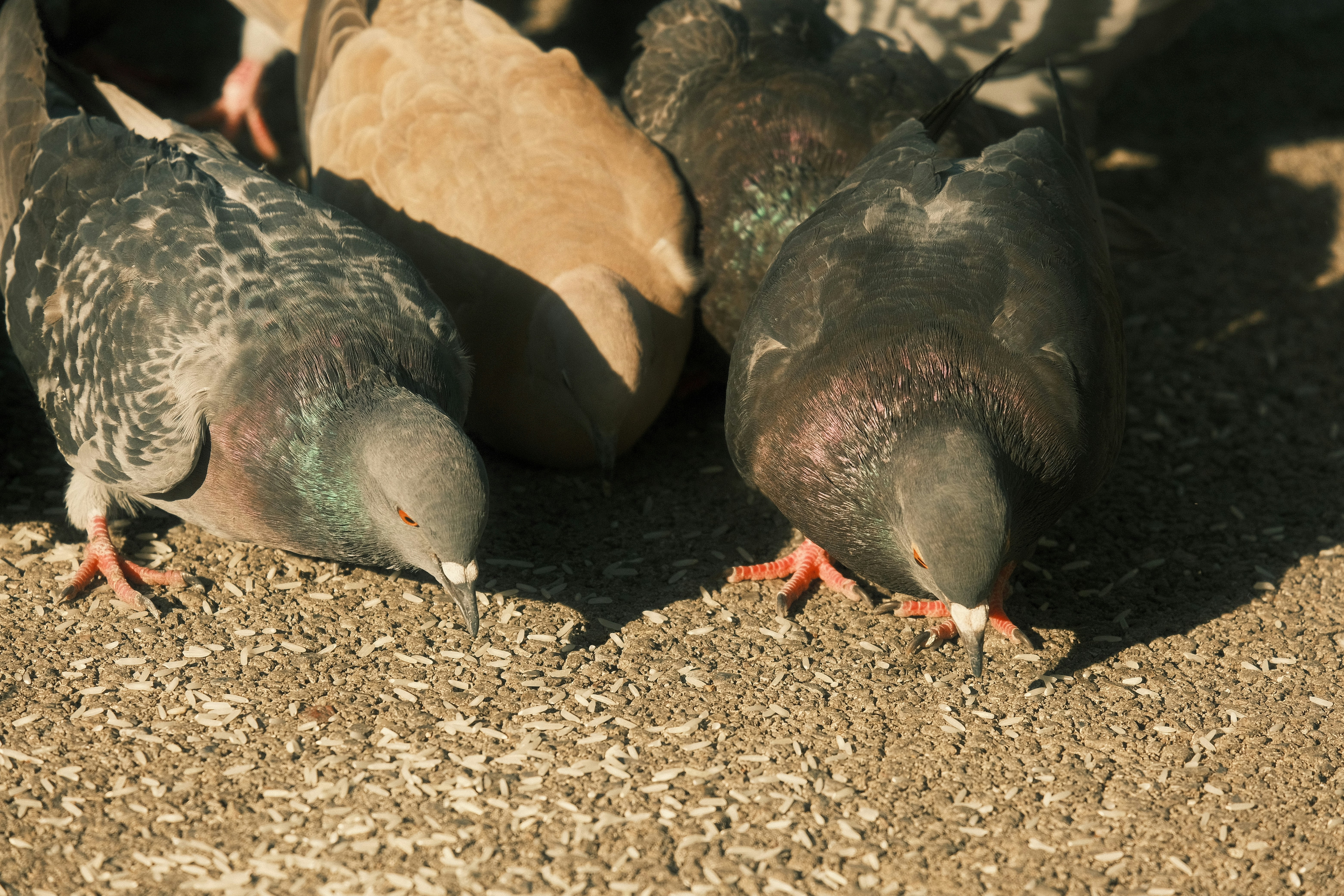 Gravel Feast: Trio of Pigeons Foraging in Sunlit Ground