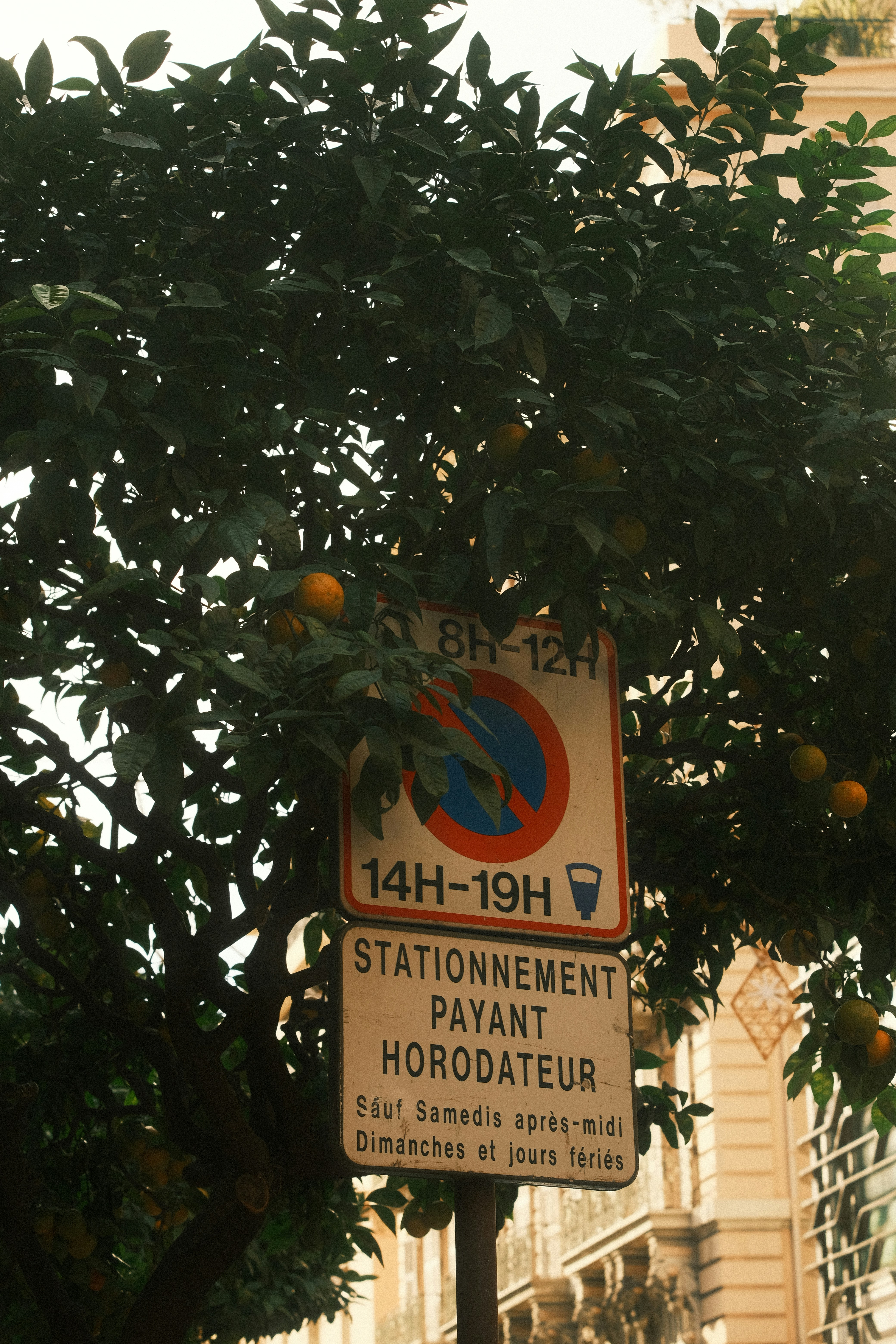 Hidden Prohibition: No-Parking Sign Woven Through Citrus Leaves