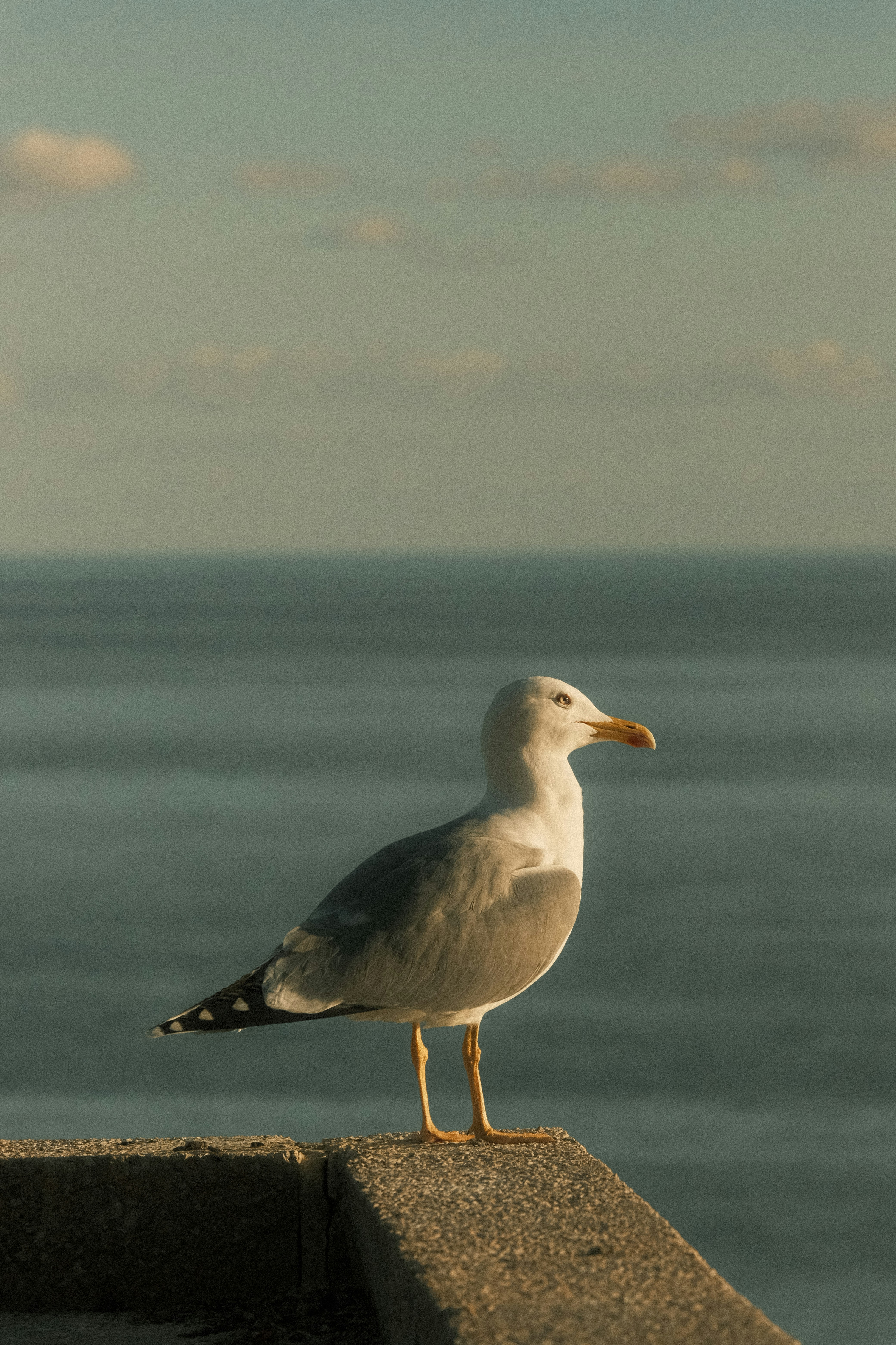 Seagull Sentinel on a Weathered Breakwater at Golden Hour