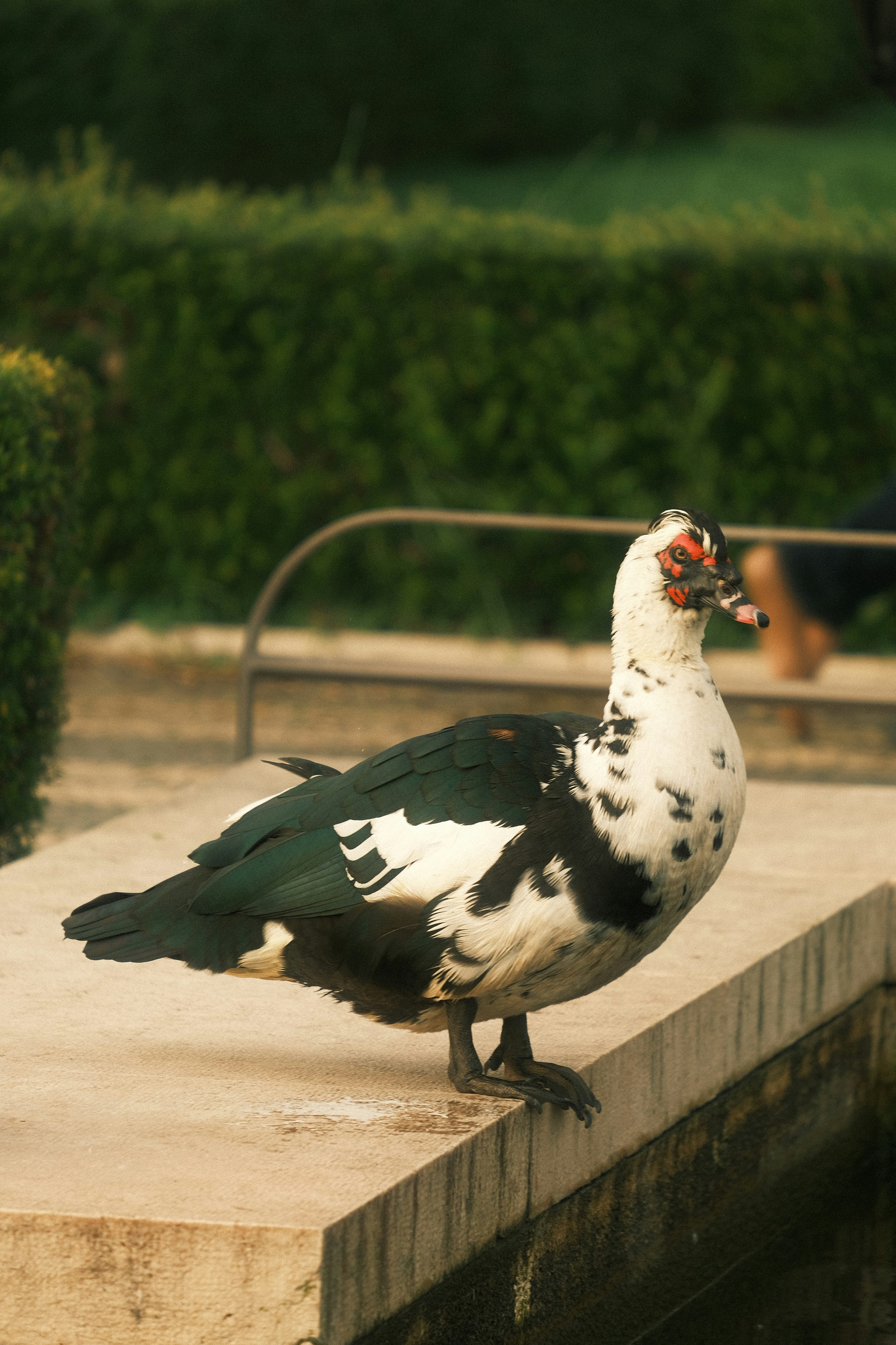Muscovy Duck at the Concrete Edge, Gazing Toward Water