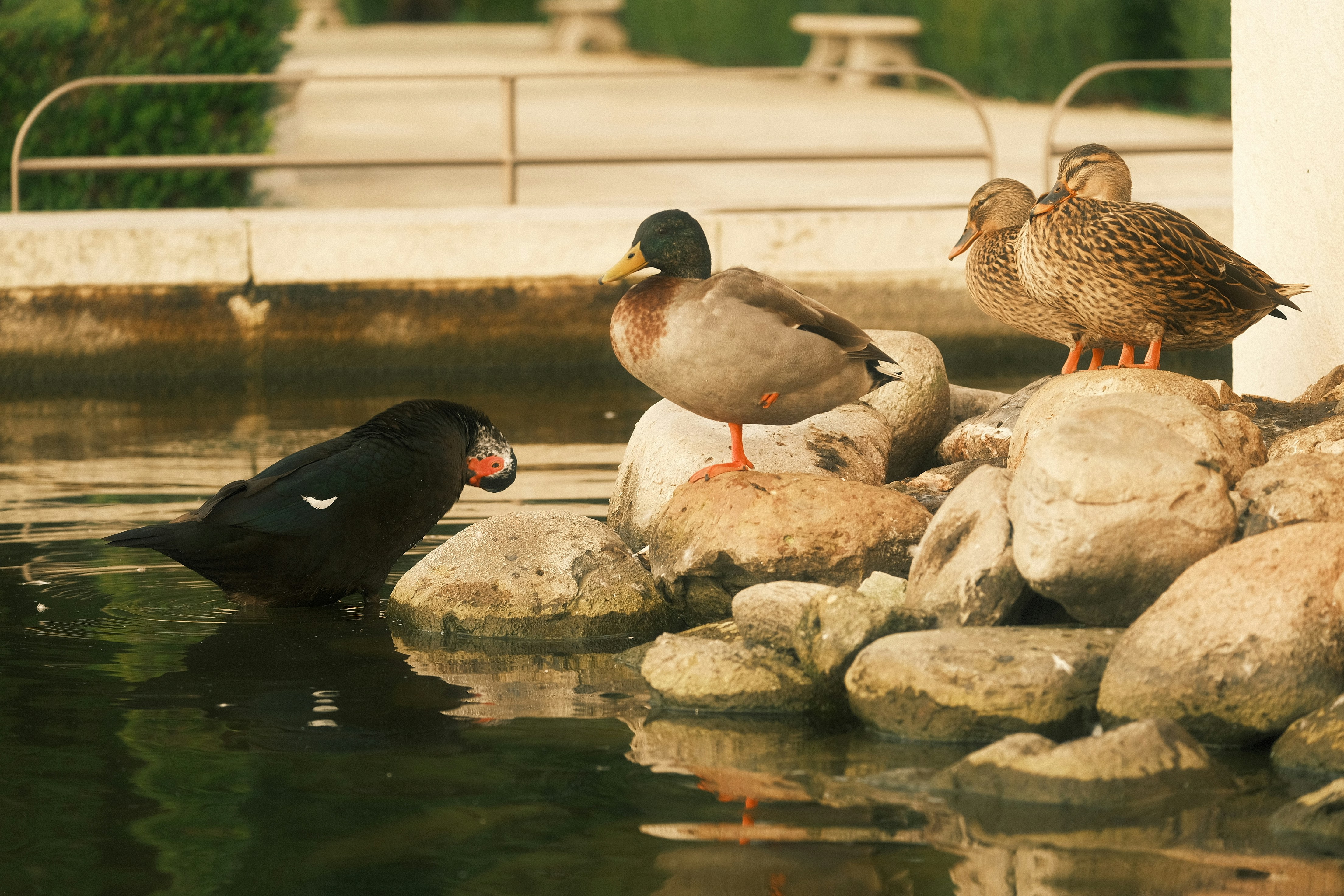 Sunlit Pond Assembly: Mallards and a Coot on Warm Rocks