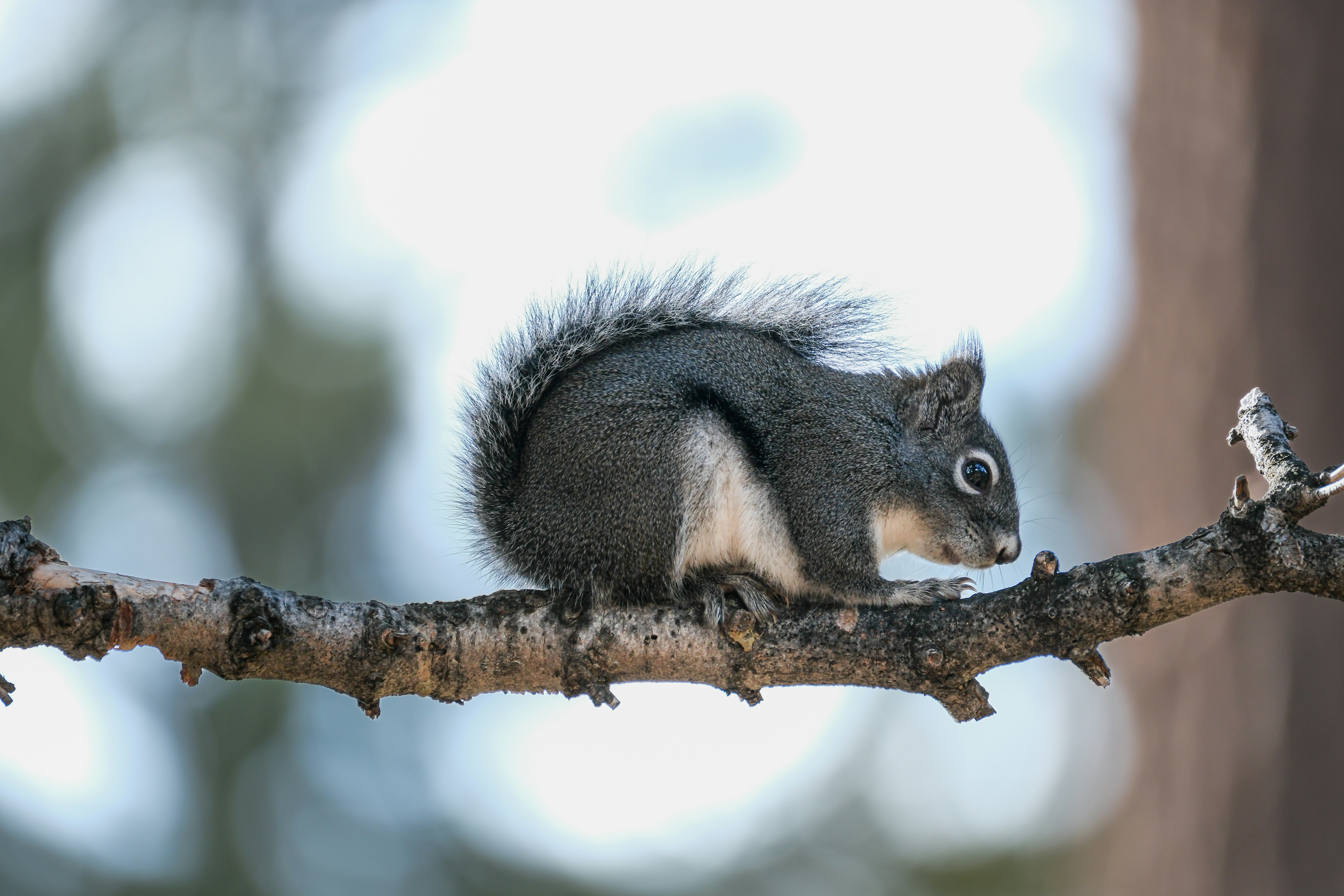 Squirrel on a Branch: Quiet Focus Above the Forest Blur