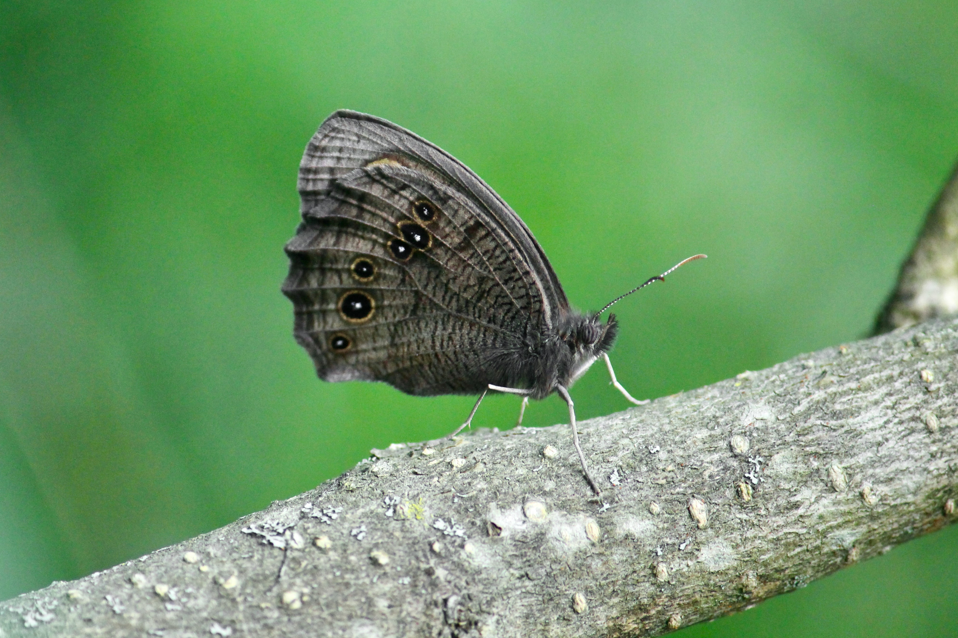 Shadowed Gray Butterfly Resting Along a Lichen-Speckled Branch