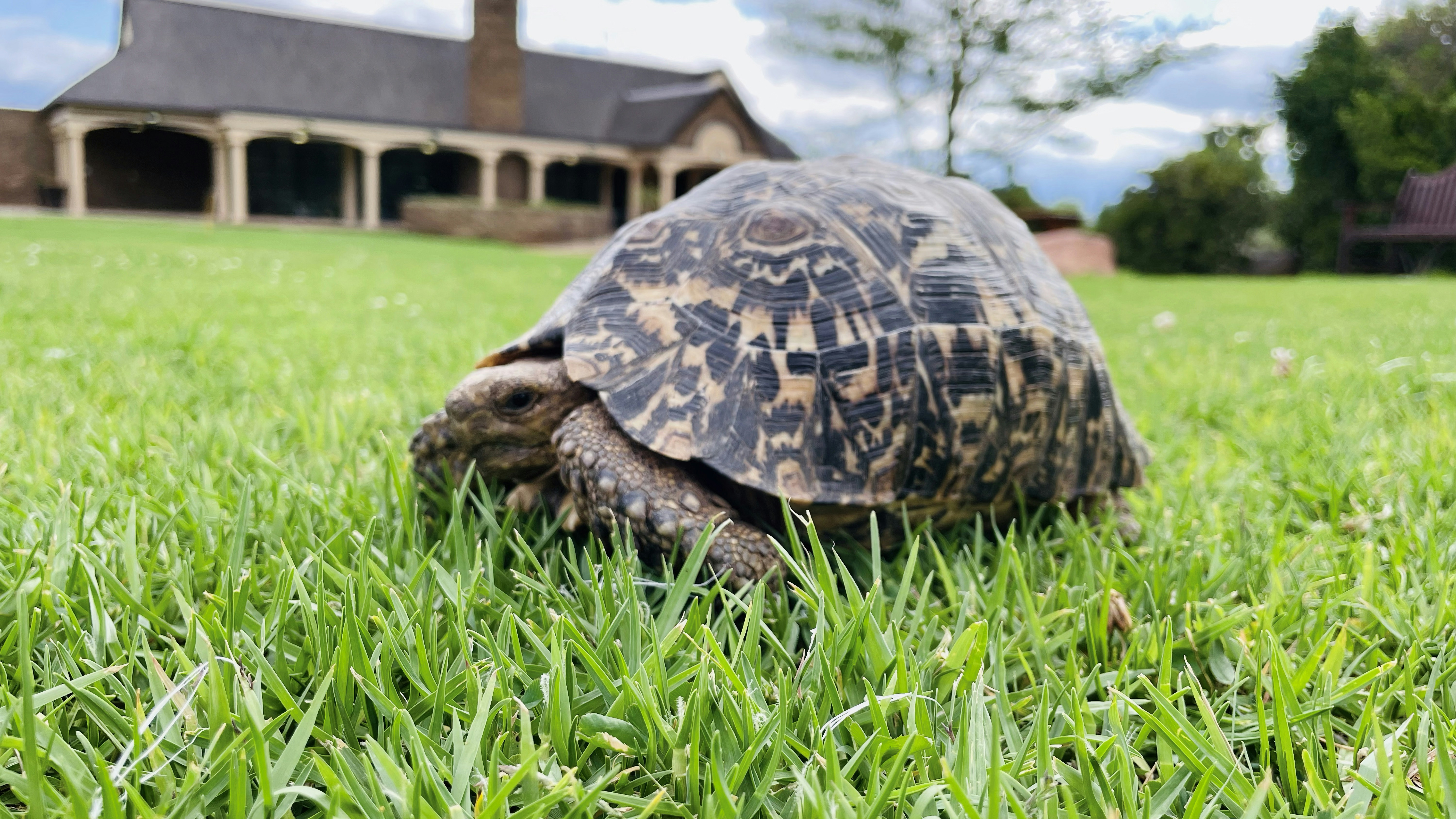 Green Lawn Wanderer: Patterned Shell in a Quiet Suburban Yard