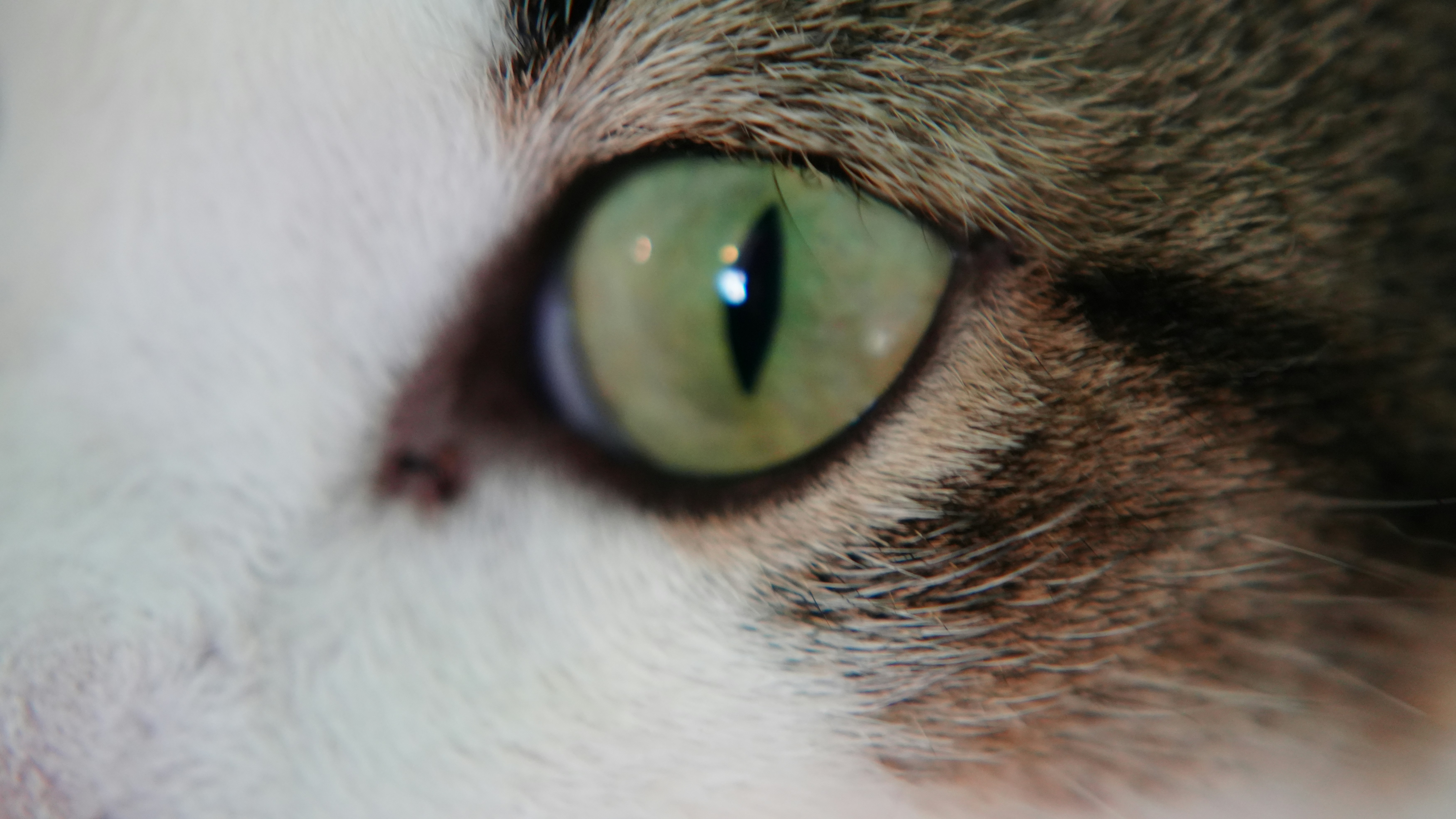 Close-up of a cat's eye, showcasing intricate details of its iris and fur. The image captures the essence of feline curiosity.
