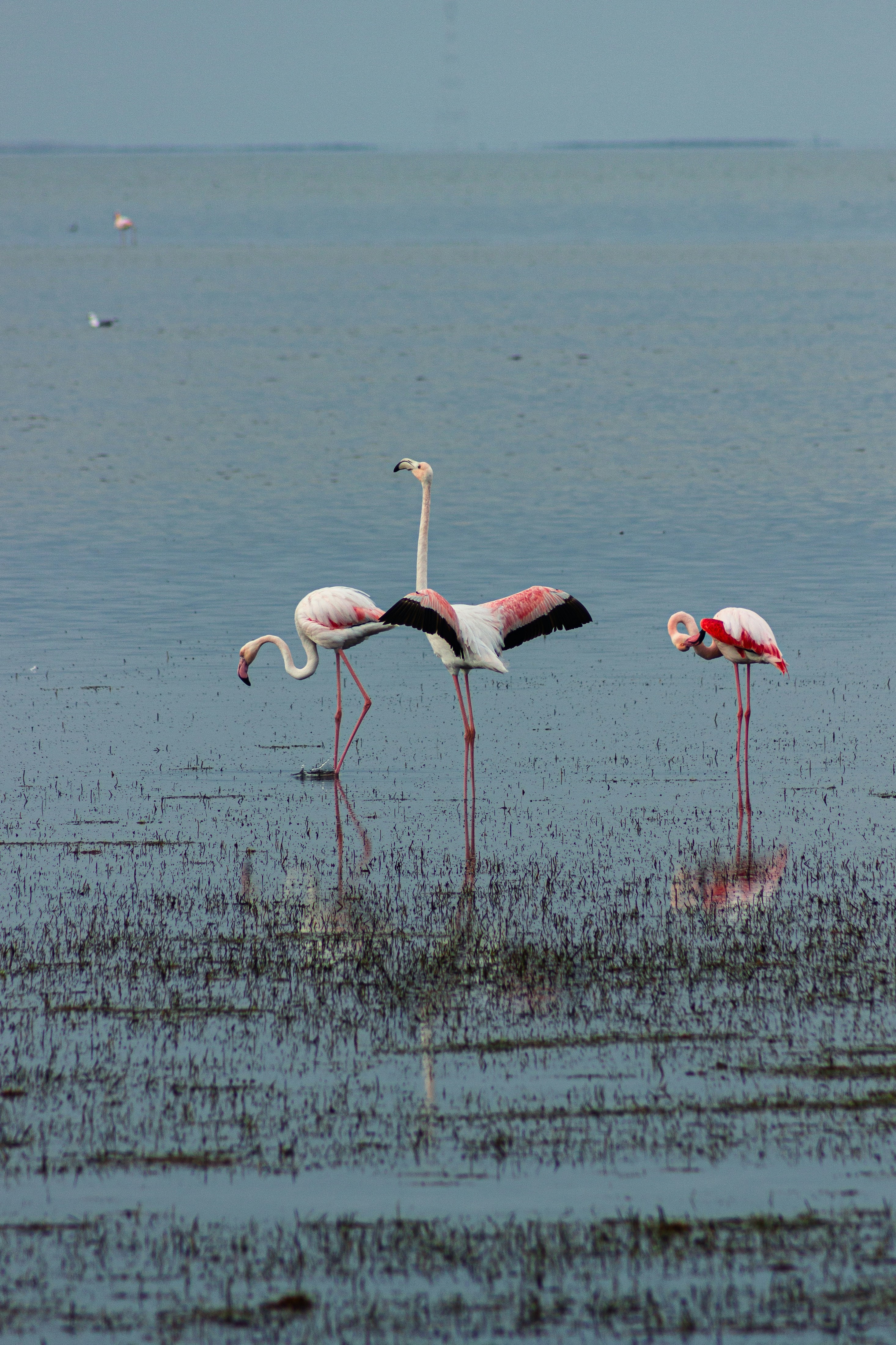 Three flamingos standing in shallow water on a beach photo – Free ...