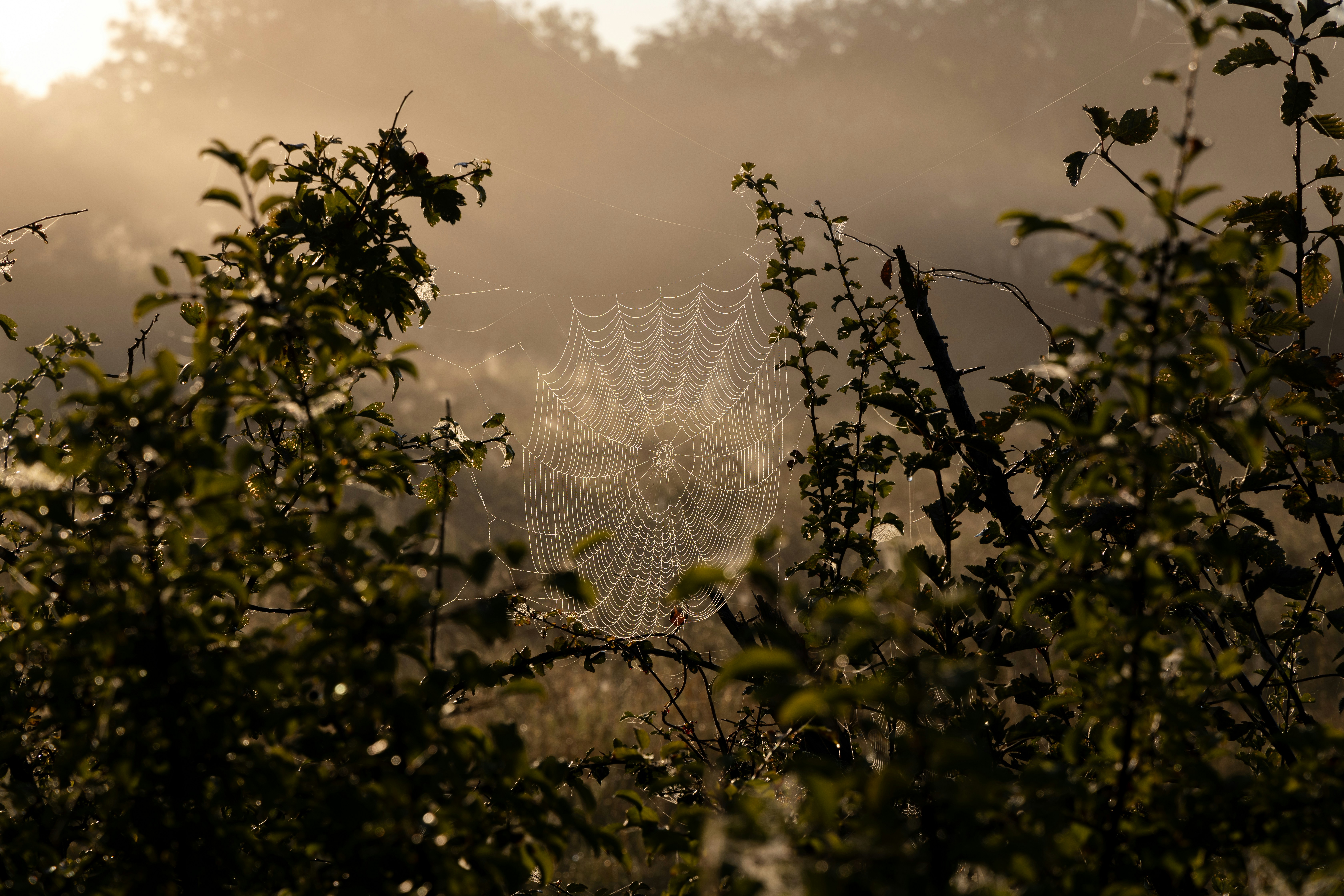 Dawn-Draped Spider Web: Lace of Light in a Thicket