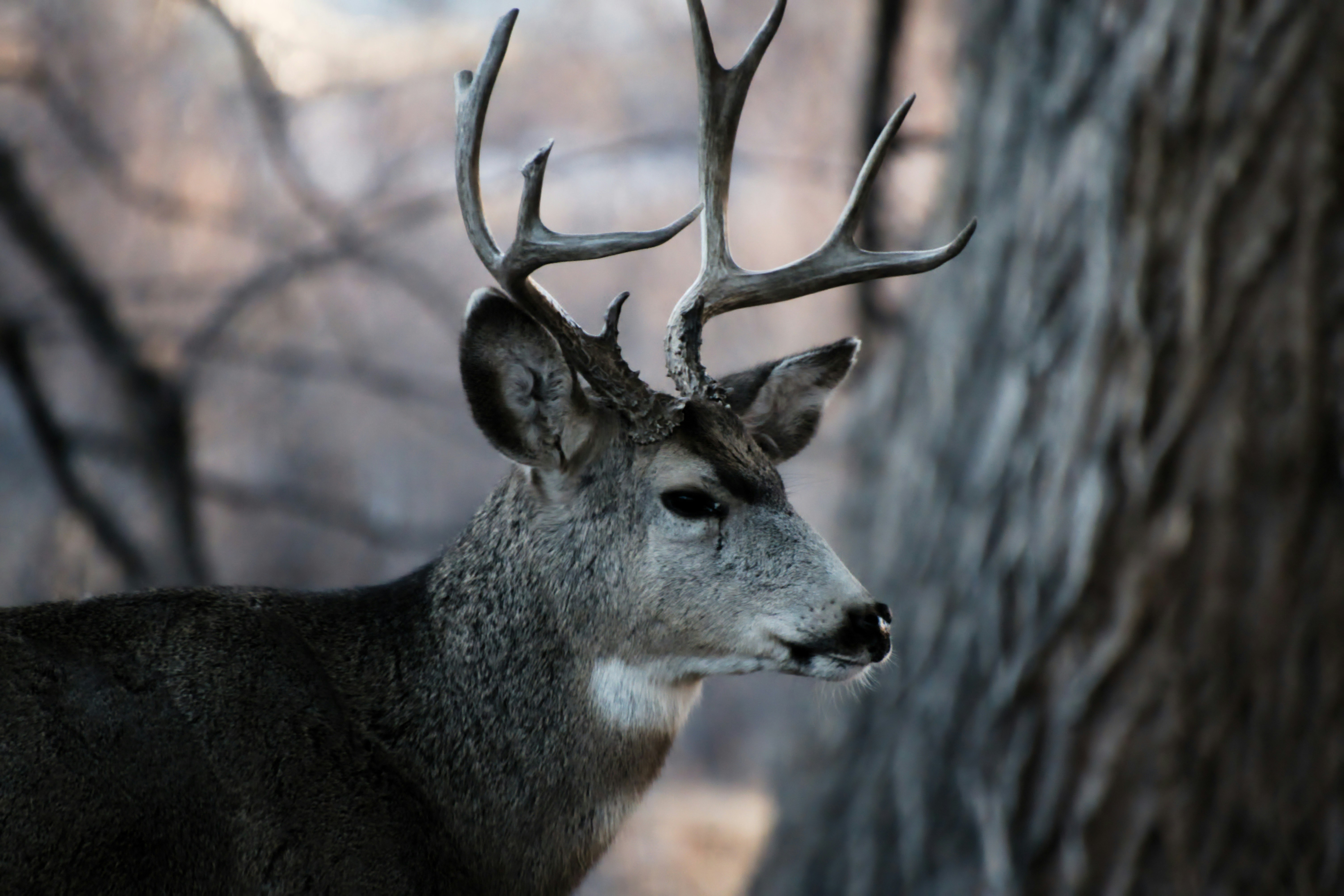 A close up of a deer near a tree photo – Free Grey Image on Unsplash