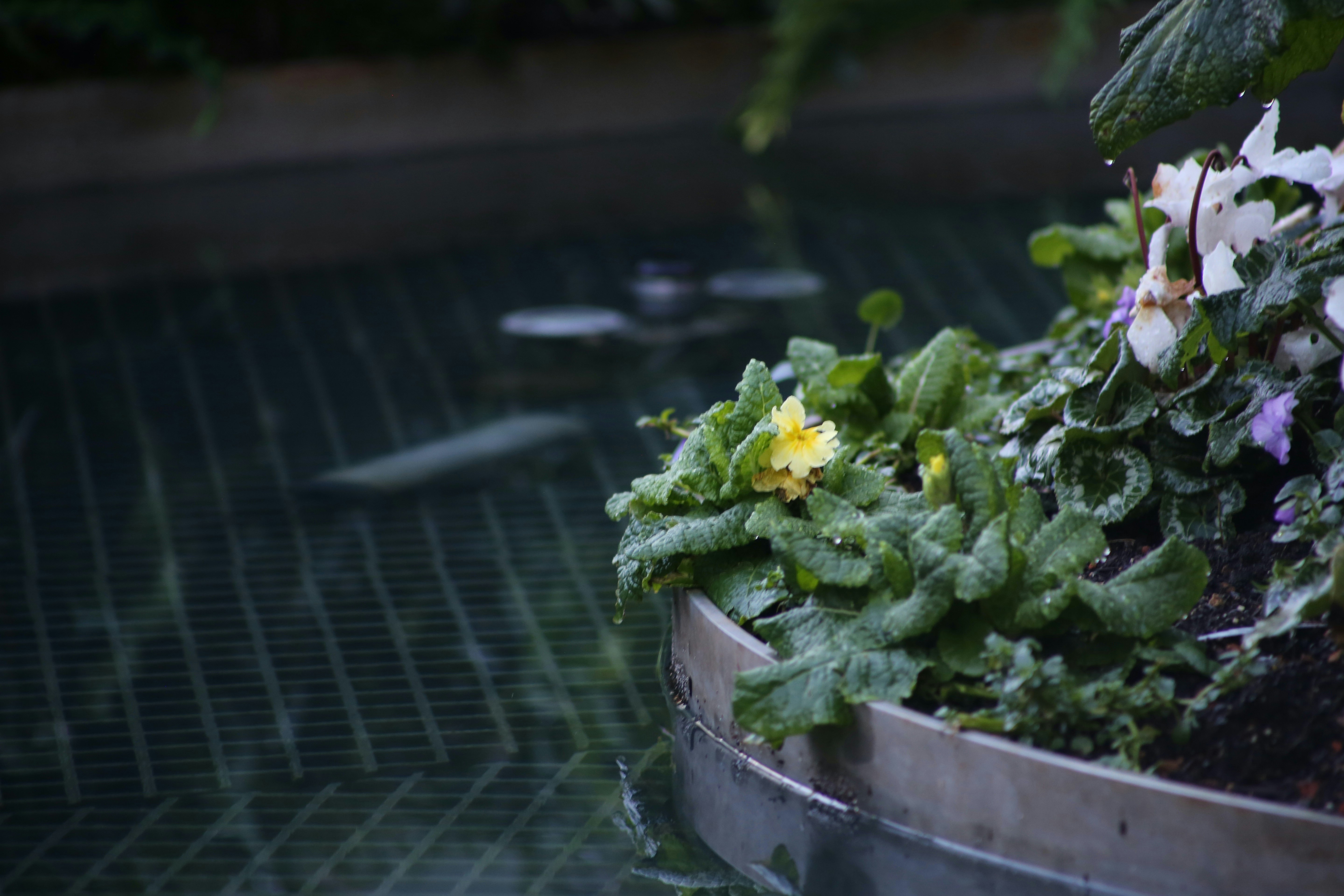 Greenery in a Steel Rim: Rain-Kissed Planter by a Rainy Pool