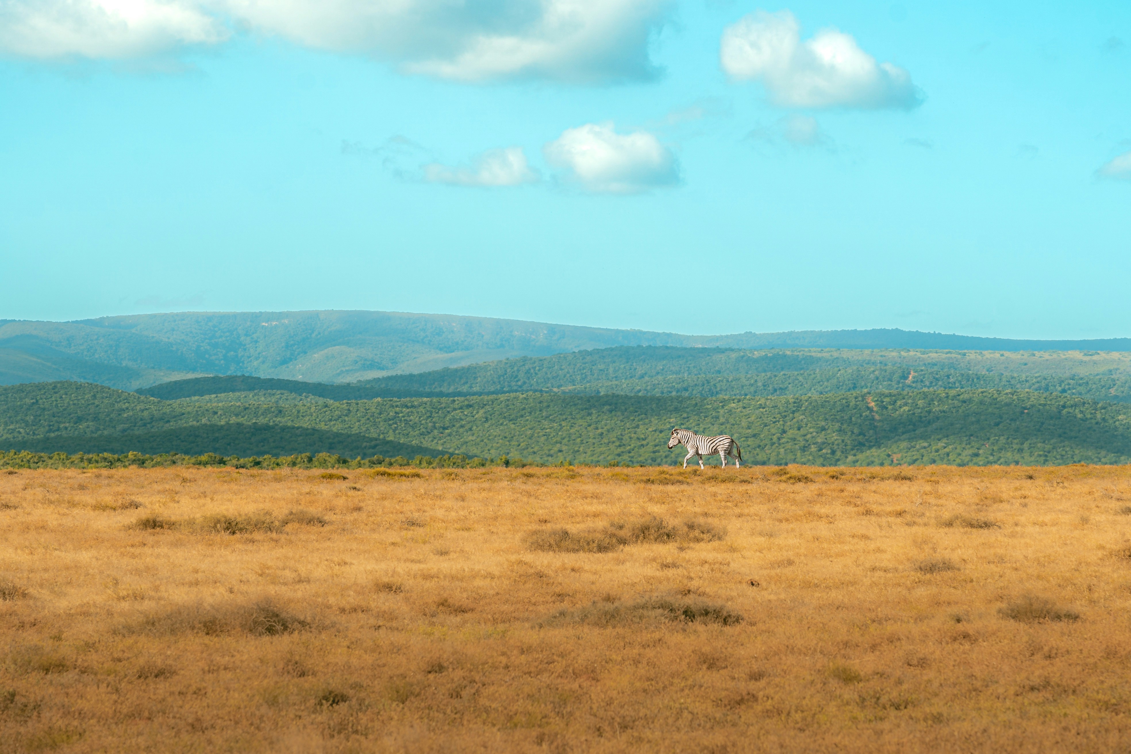 Zebra stands alone on a vast, golden plain under a bright sky with distant rolling hills.
