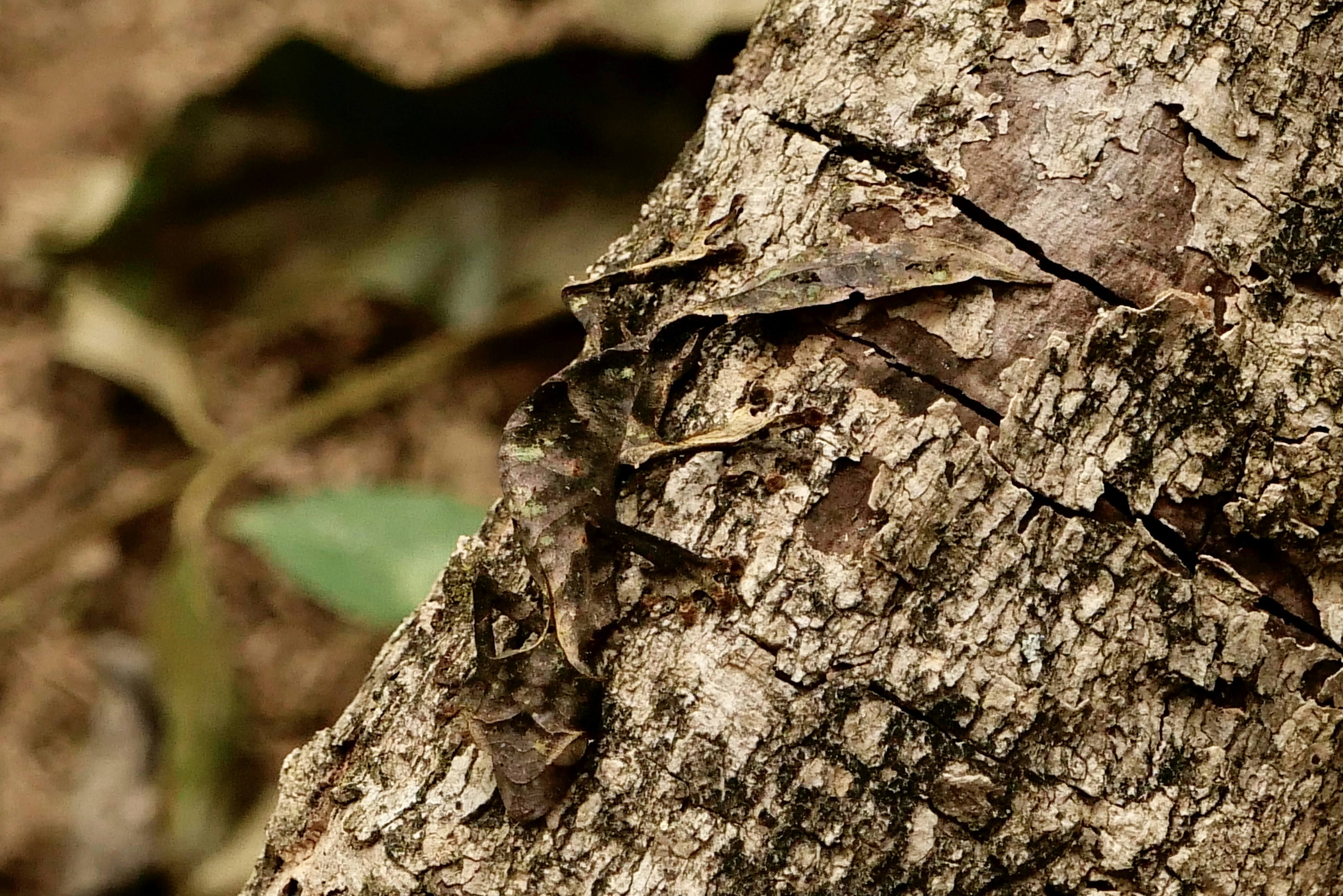 A close up of a tree trunk with a lizard crawling on it photo – Free ...