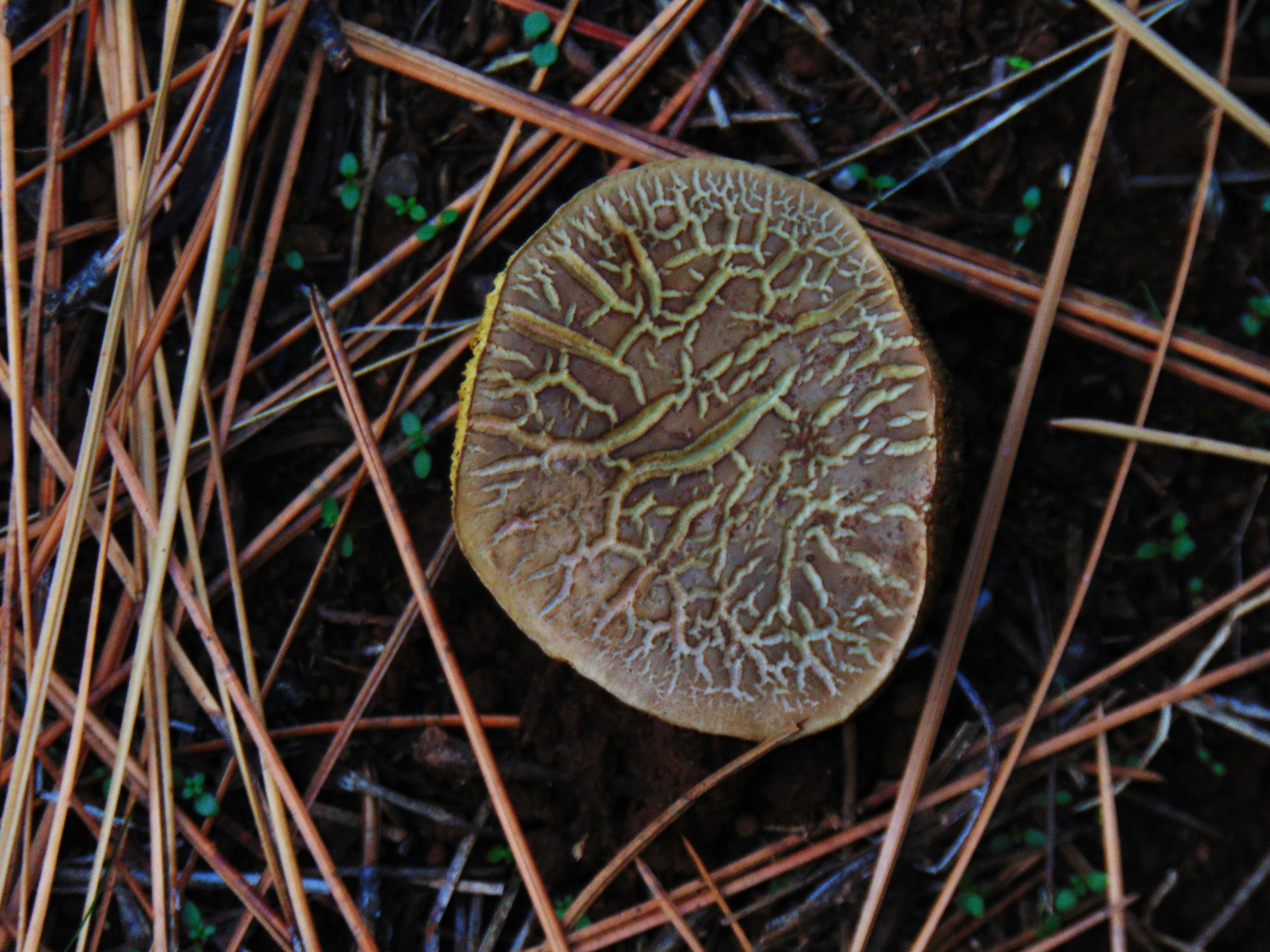 Close-up photograph of a round mushroom cap with a cracked, vein-like pattern nestled among pine needles. The composition emphasizes texture and natural forest-floor context.