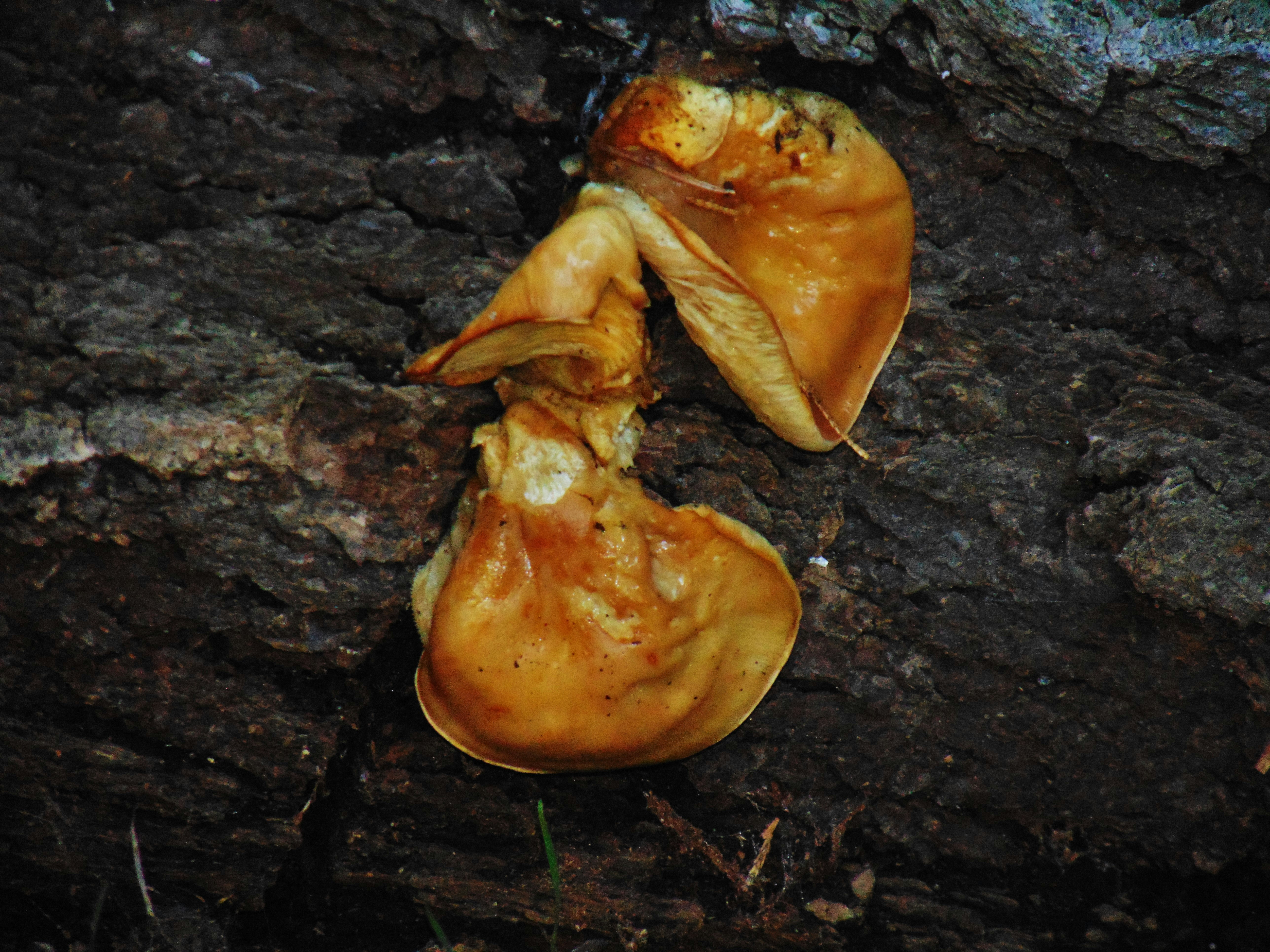 Two copper-colored shelf mushrooms cling to dark, rough tree bark, their curved, glossy surfaces catching light. The close-up emphasizes texture and the quiet detail of woodland fungi.