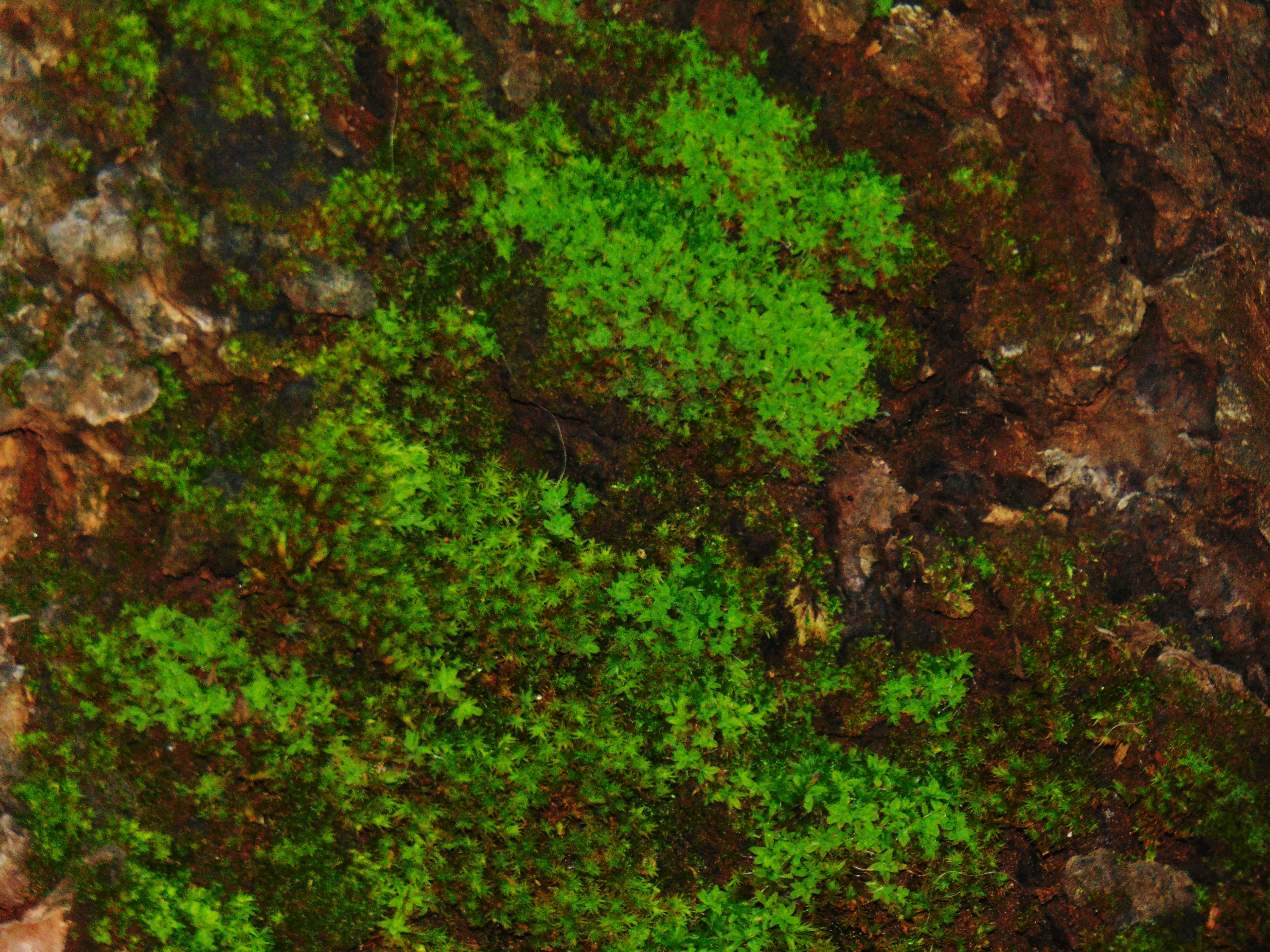 Photo by Olivia Brewer with Sony Cyber-shot H300