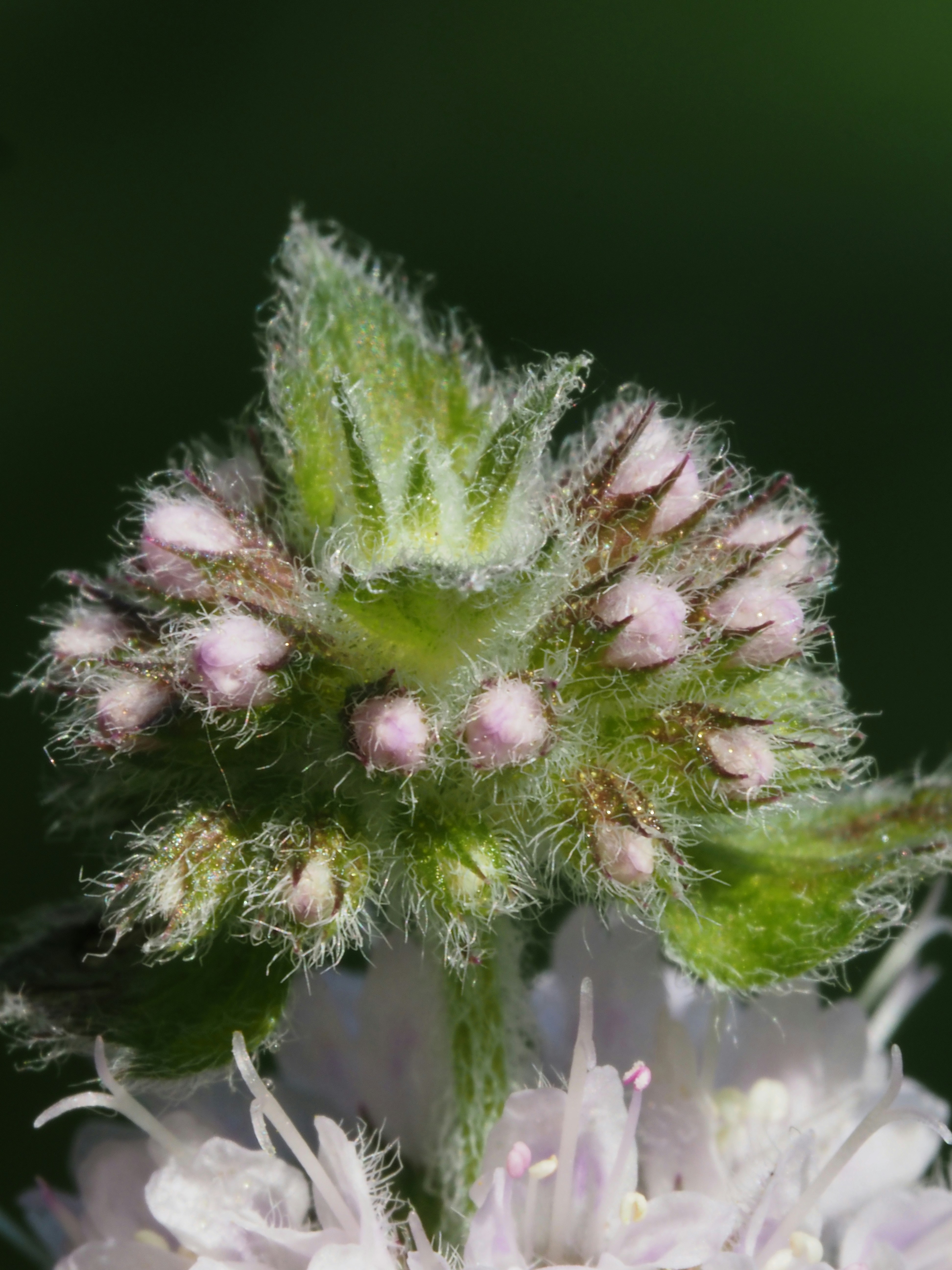 Fuzzy Pink Buds Crown a dewy green stem