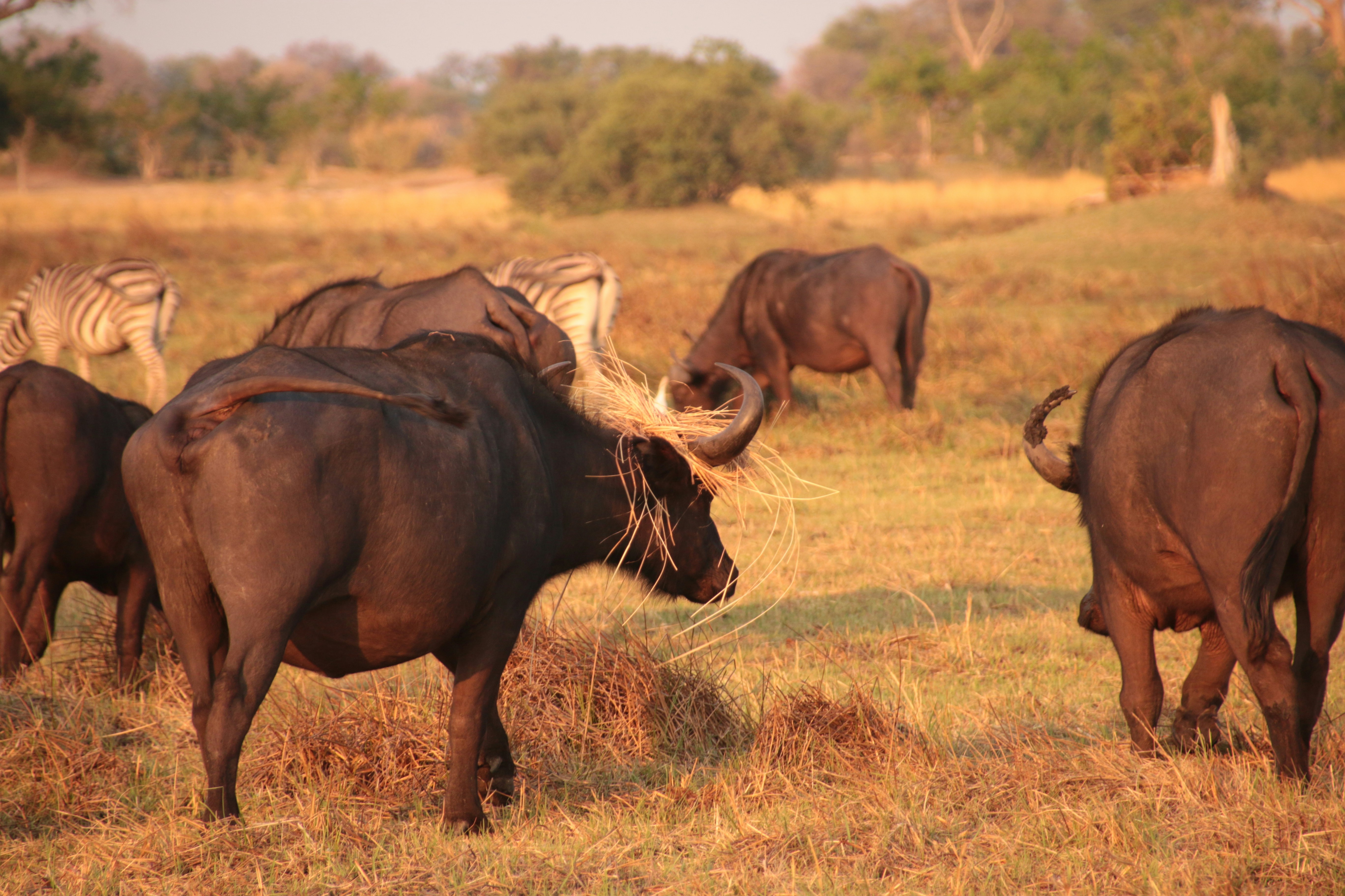 A herd of animals grazing on a dry grass field photo – Free Chobe ...